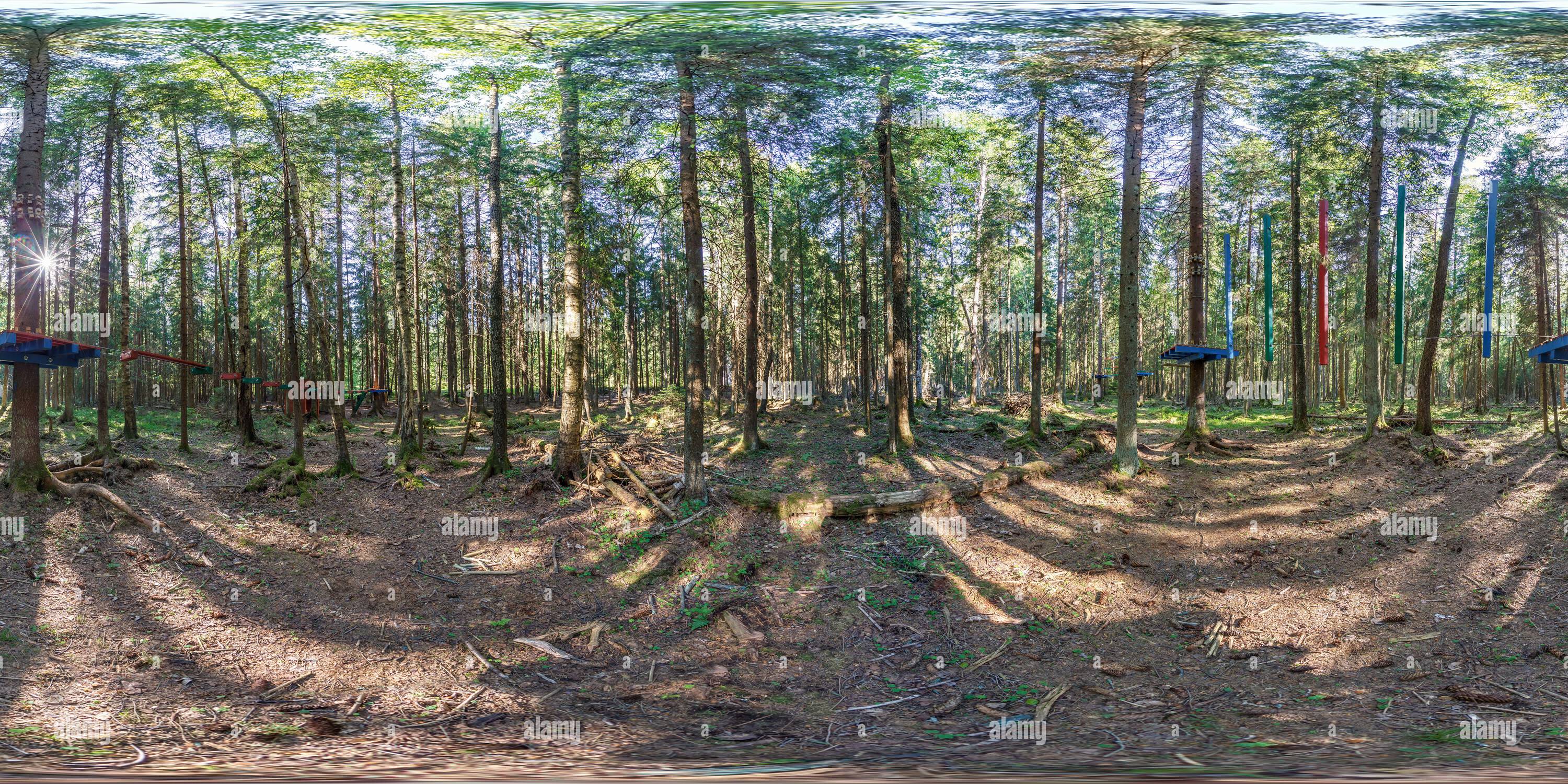 360° view of full spherical hdri 360 panorama in pinery forest in ...