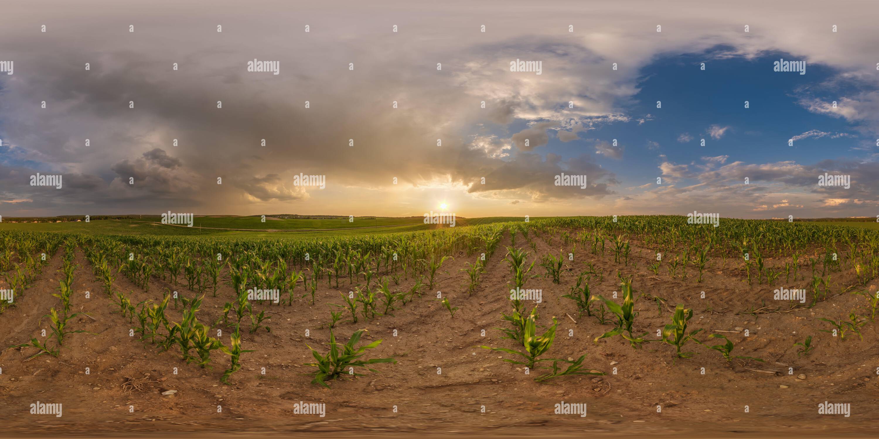 360° view of evening sunset hdri panorama 360 view among farming corn ...
