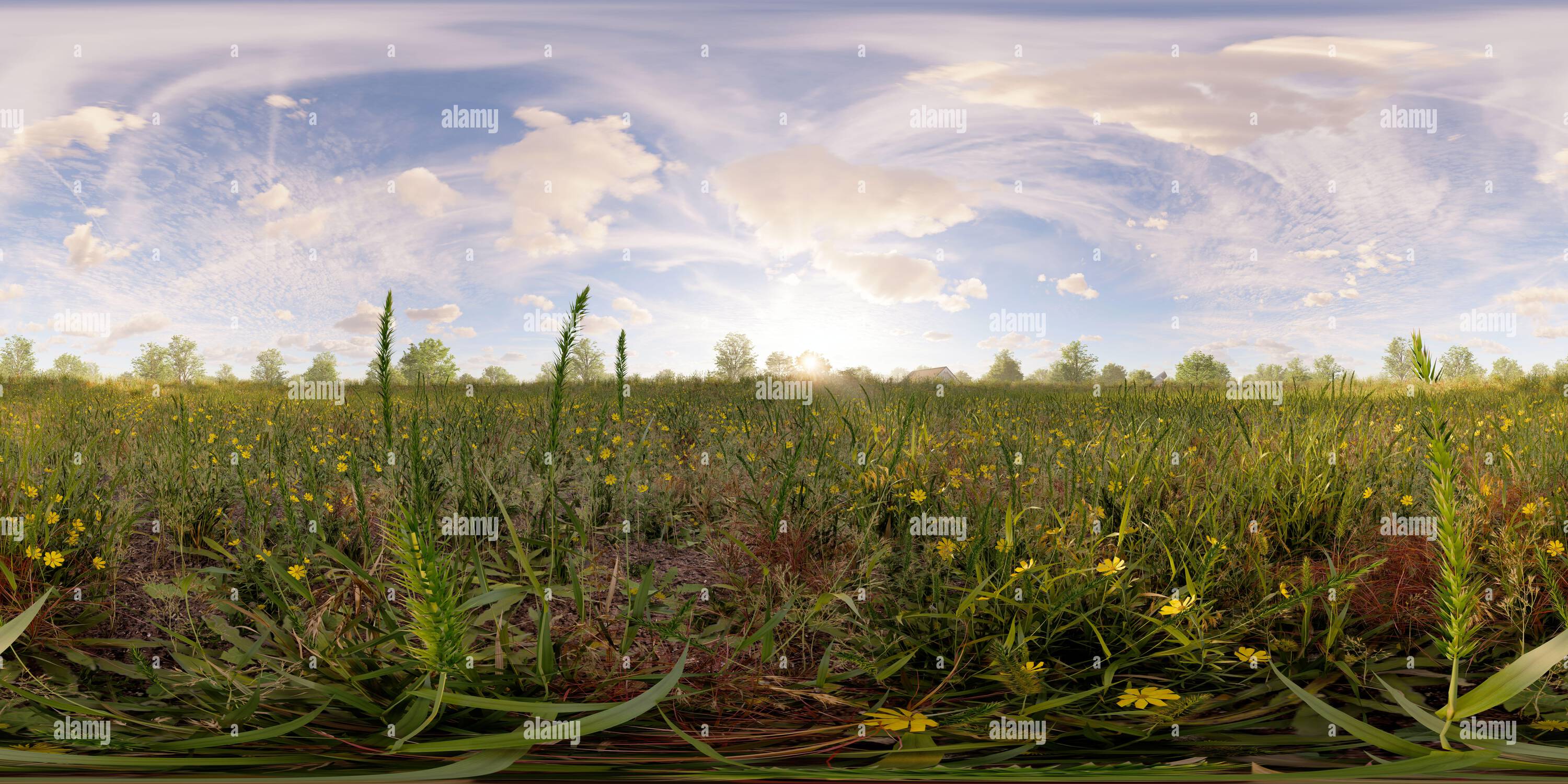 360° view of A natural meadow, at 10 a.m., seen at field level, 360 ...
