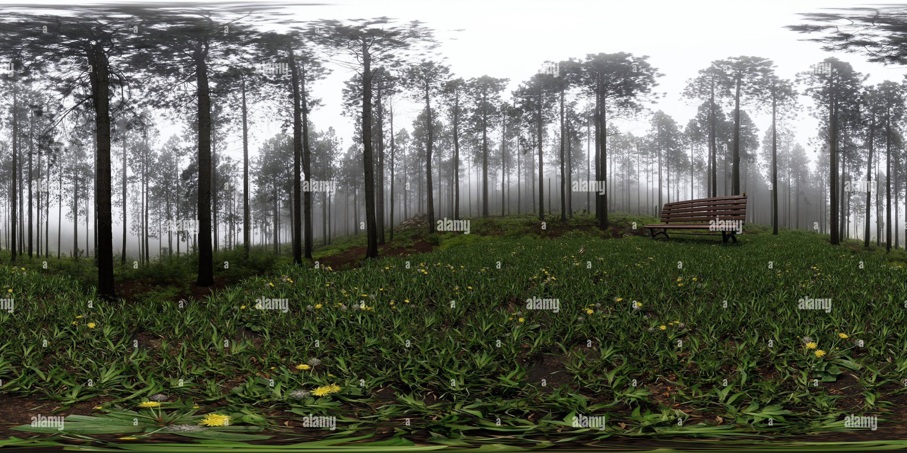 360° view of a forest with undergrowth flowers, 360° equirectangular ...