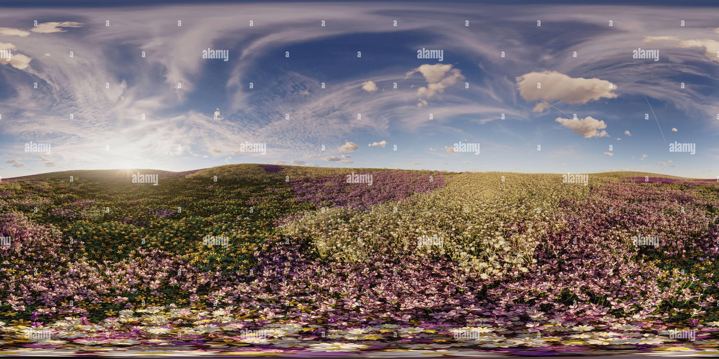 360° view of A flowers meadow, at sunset, raise, field level, 360 ...