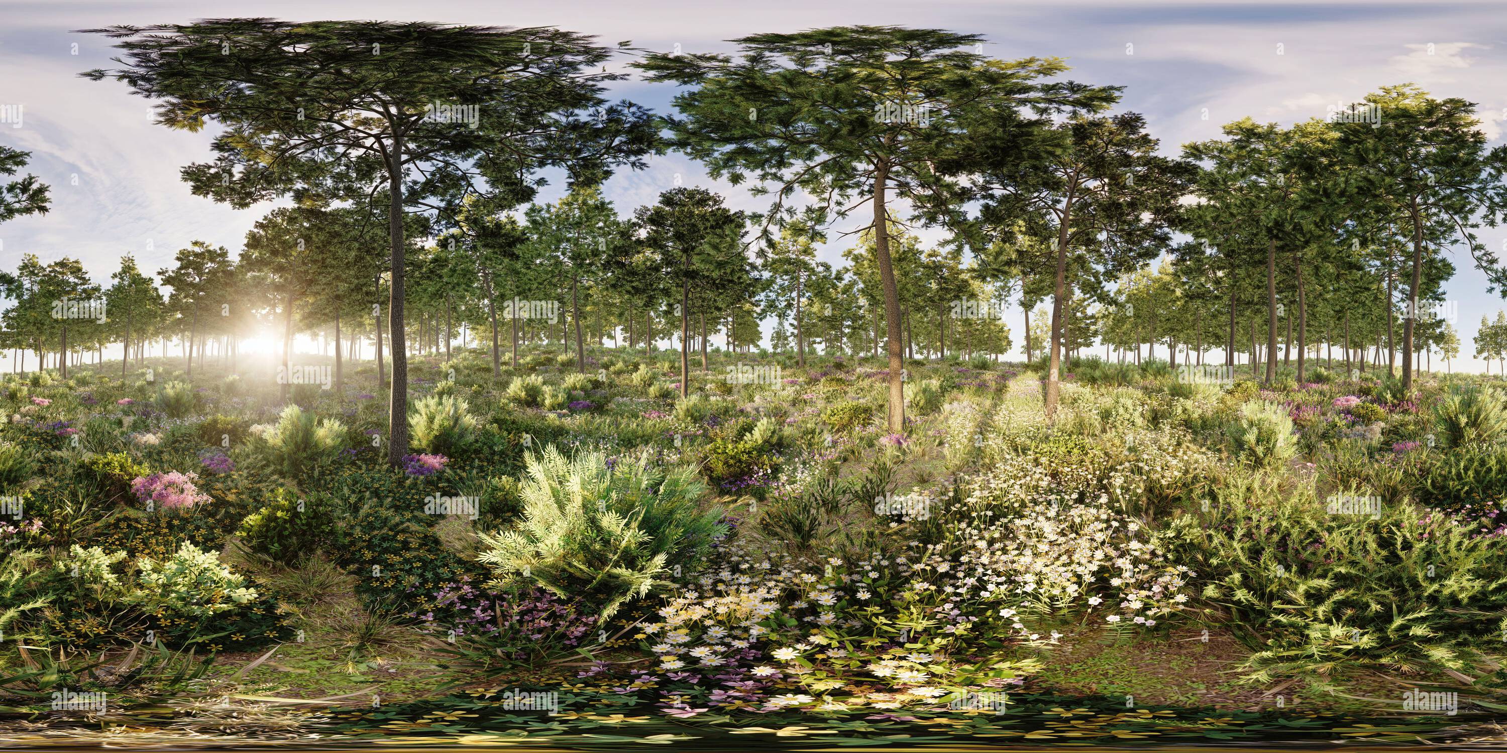 360° view of a forest with undergrowth flowers at 10 a.m., 360 ...