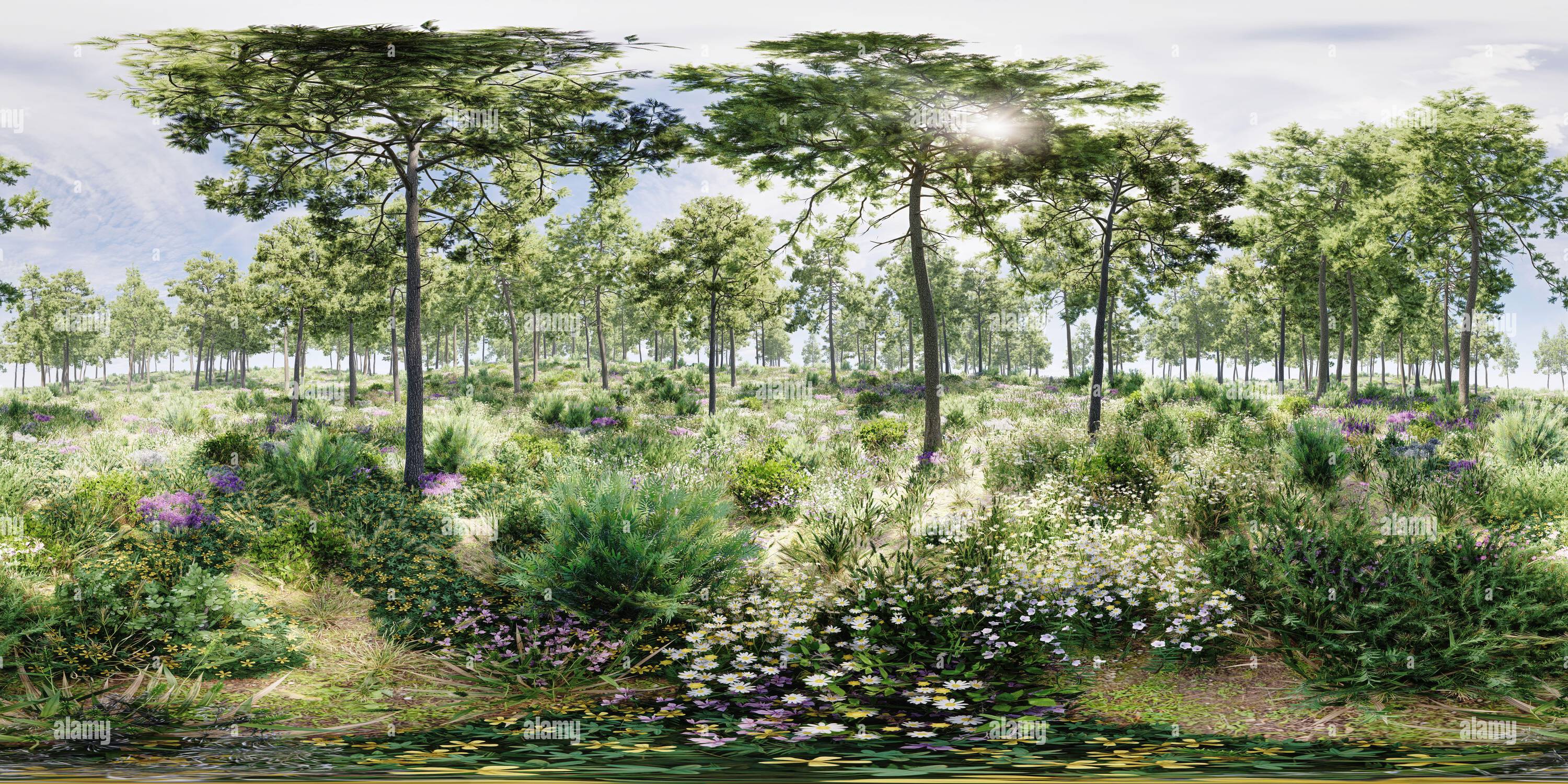360° view of a forest with undergrowth flowers at 2 p.m., 360 ...