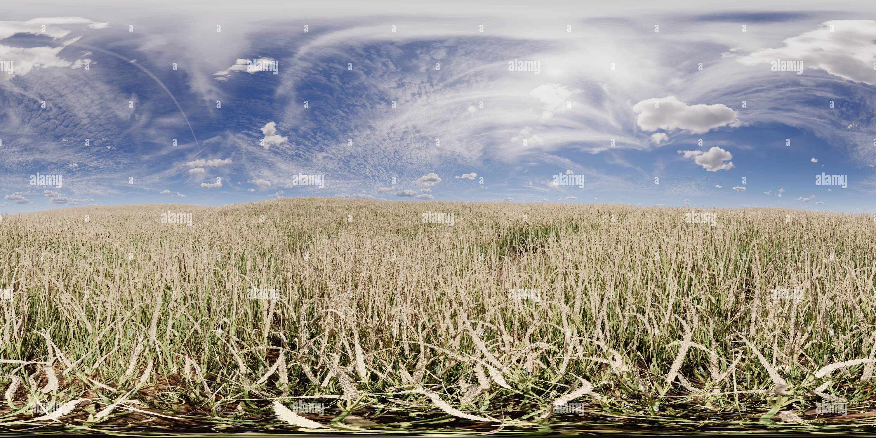 360° view of A natural meadow, at 10 a.m., seen at field level, 360 ...