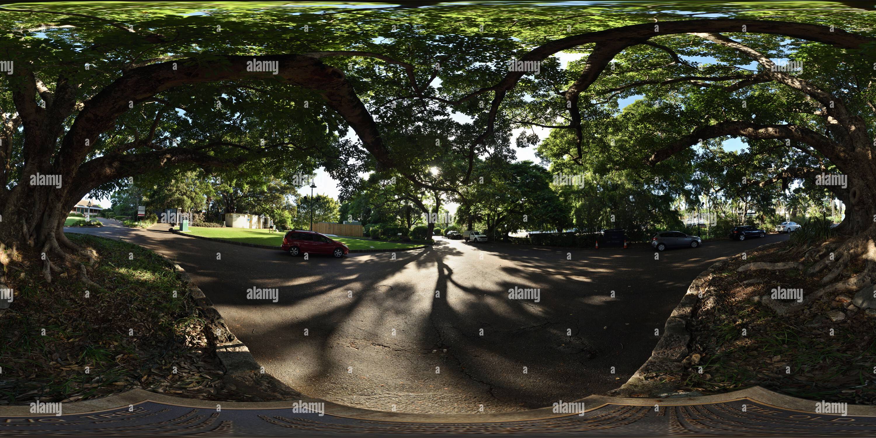360° view of 360° panorama from under The Old Fig Tree - Ficus virens ...