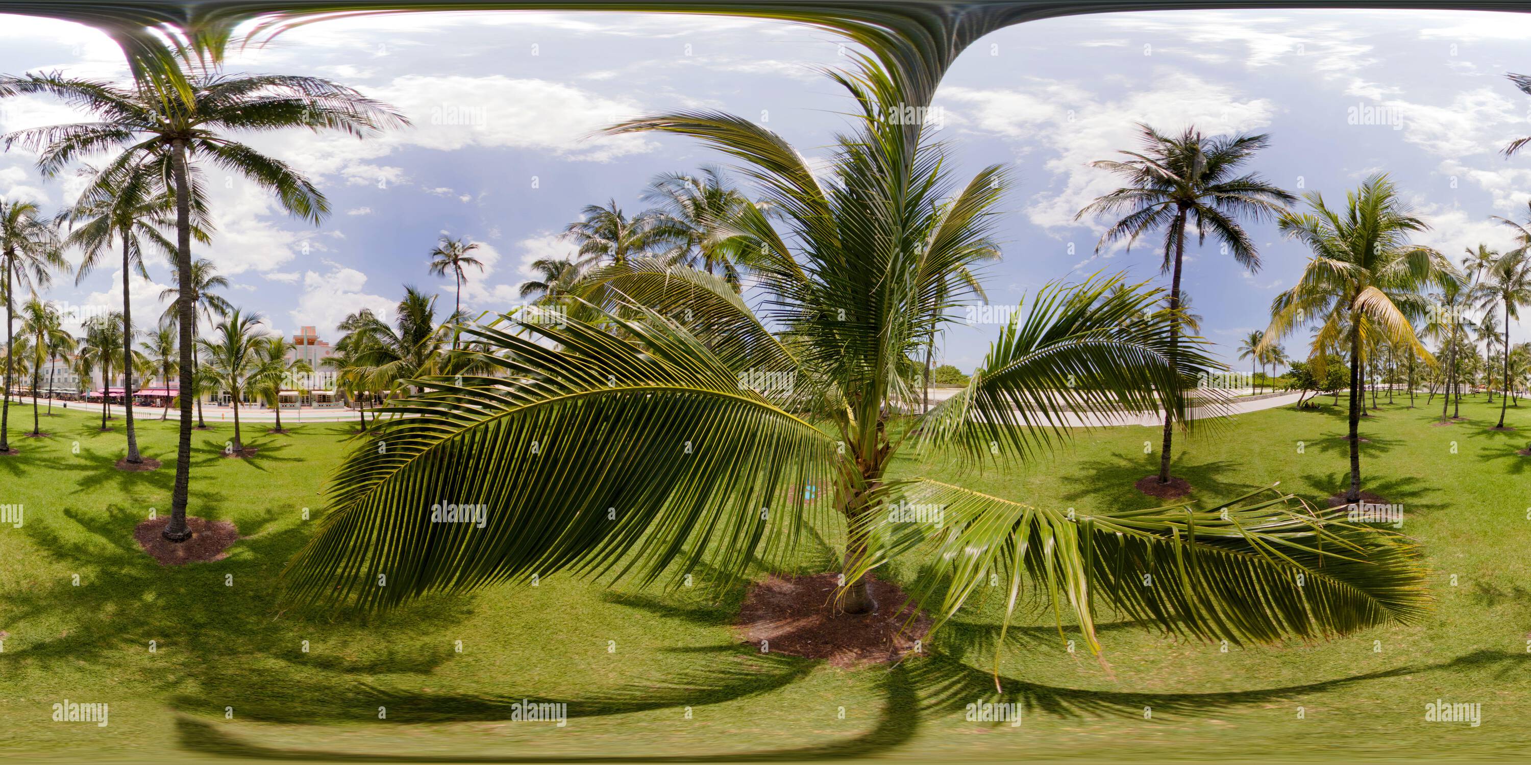 360° view of Lummus Park Miami Beach field of palms - Alamy