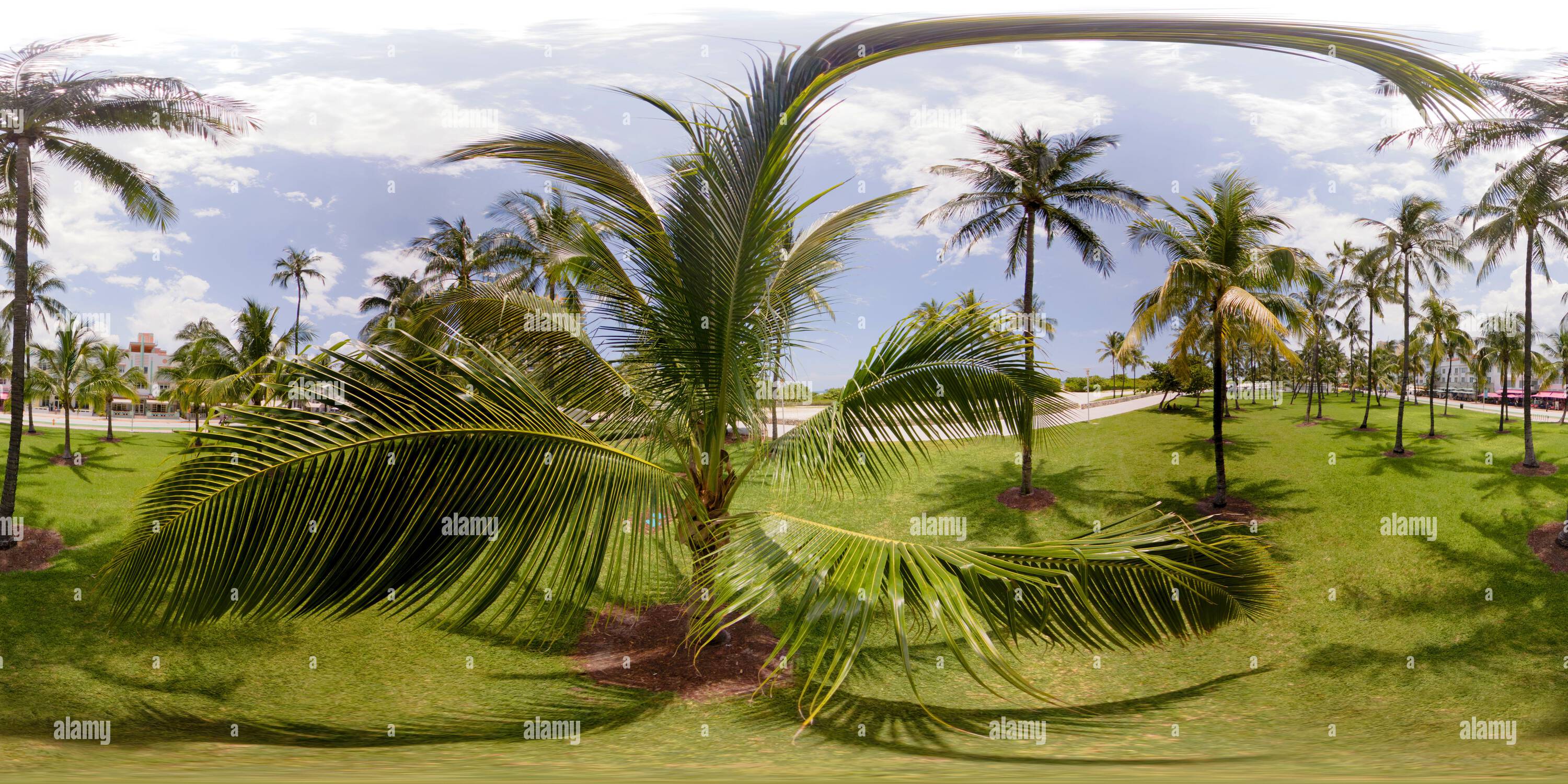 360° view of Lummus Park Miami Beach field of palms - Alamy