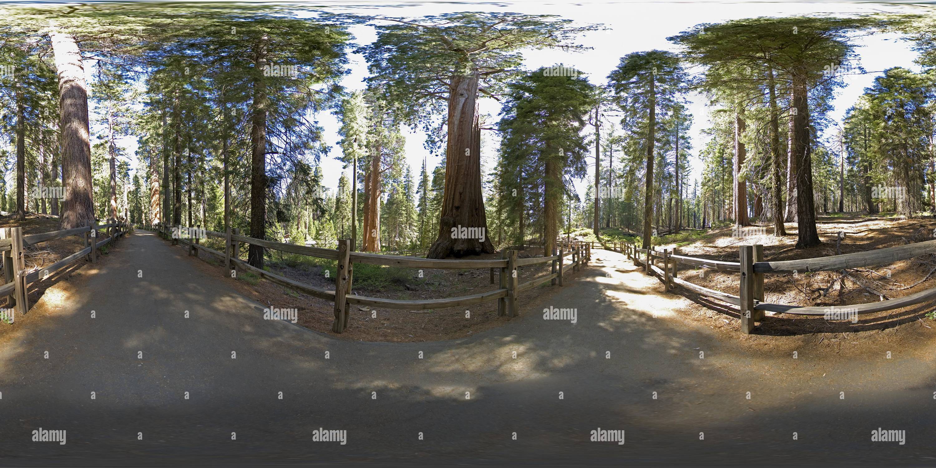 360° view of General Grant Tree - Alamy