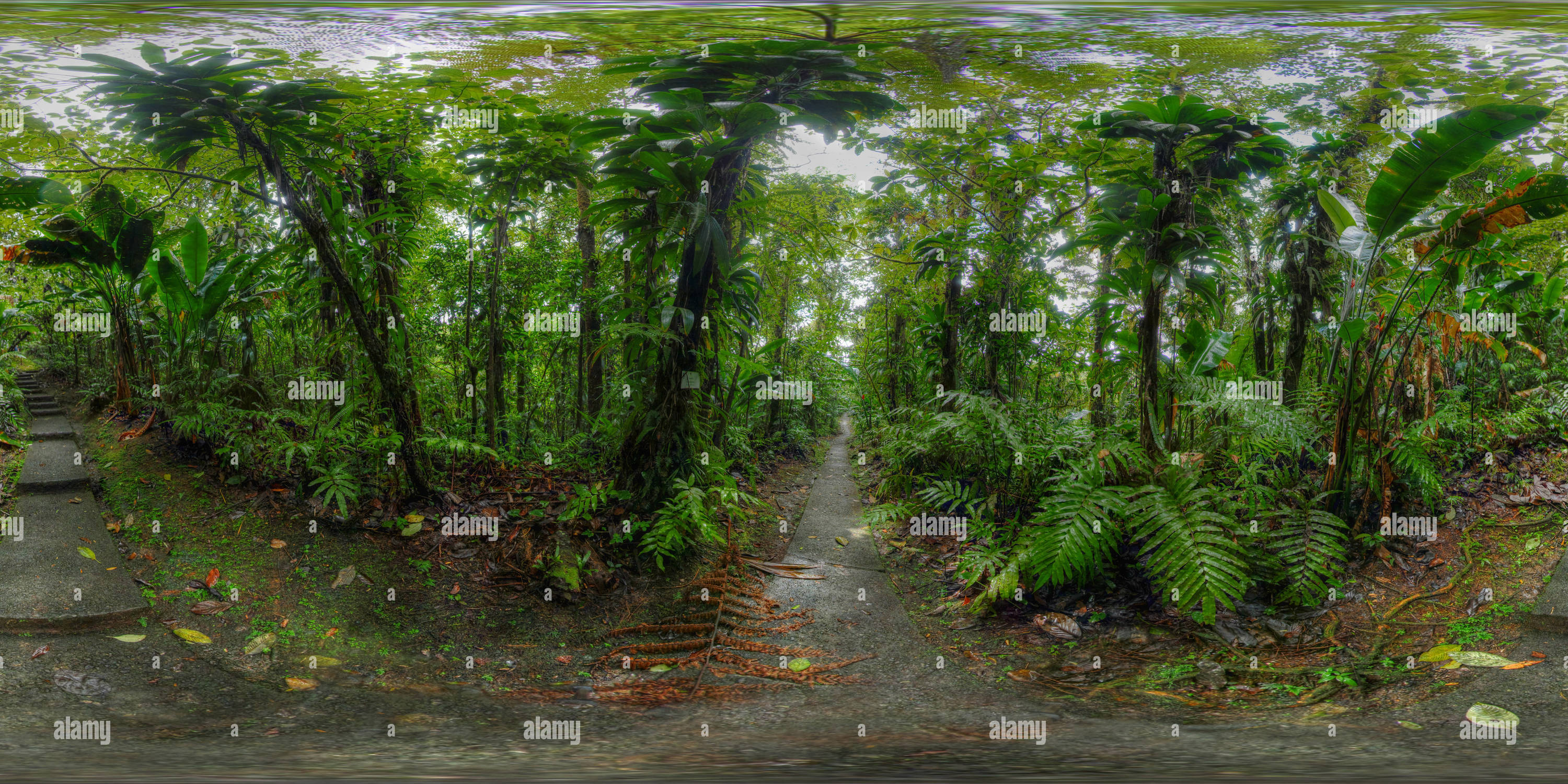 360° view of Tropical forest in Martinique - Alamy