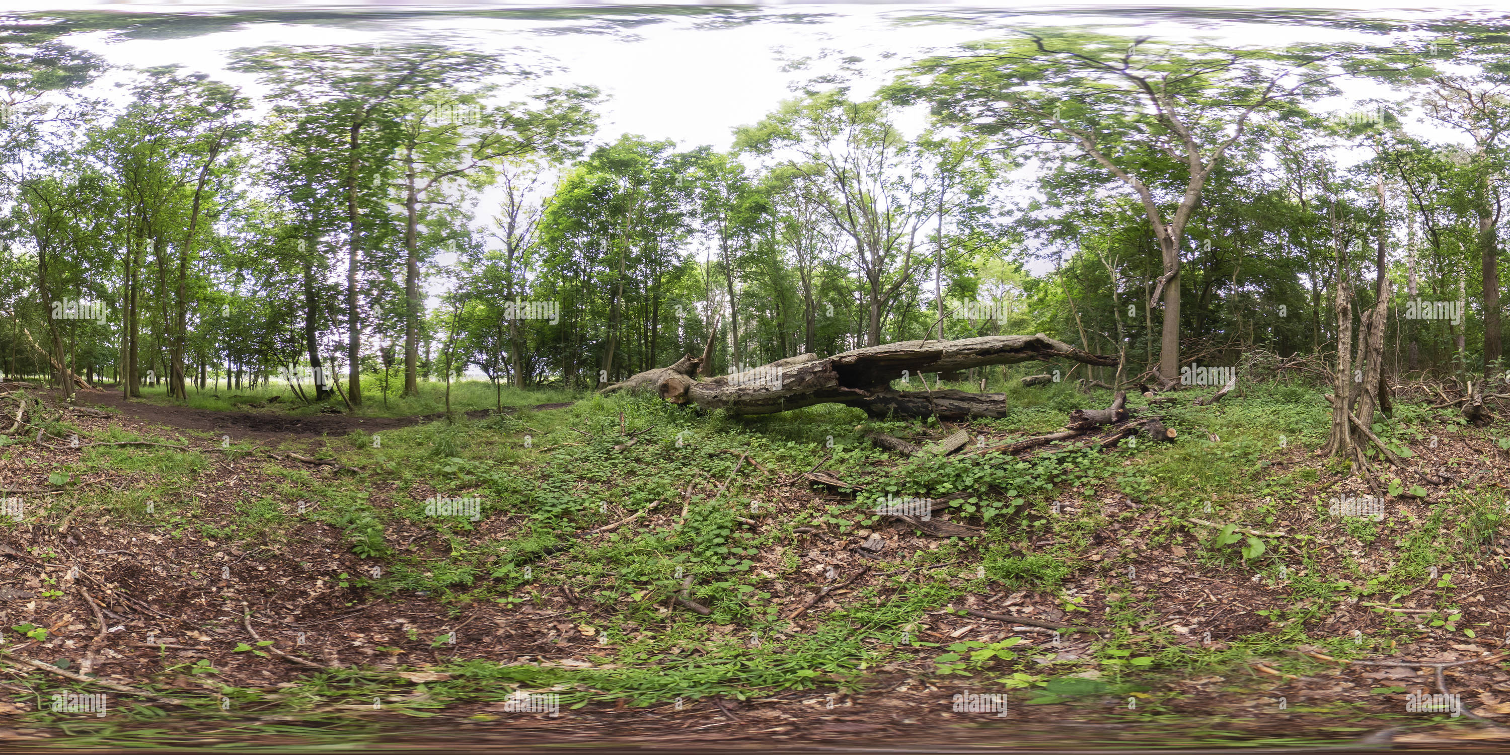 360° view of Fallen trees in Kings Forest, Suffolk - Alamy