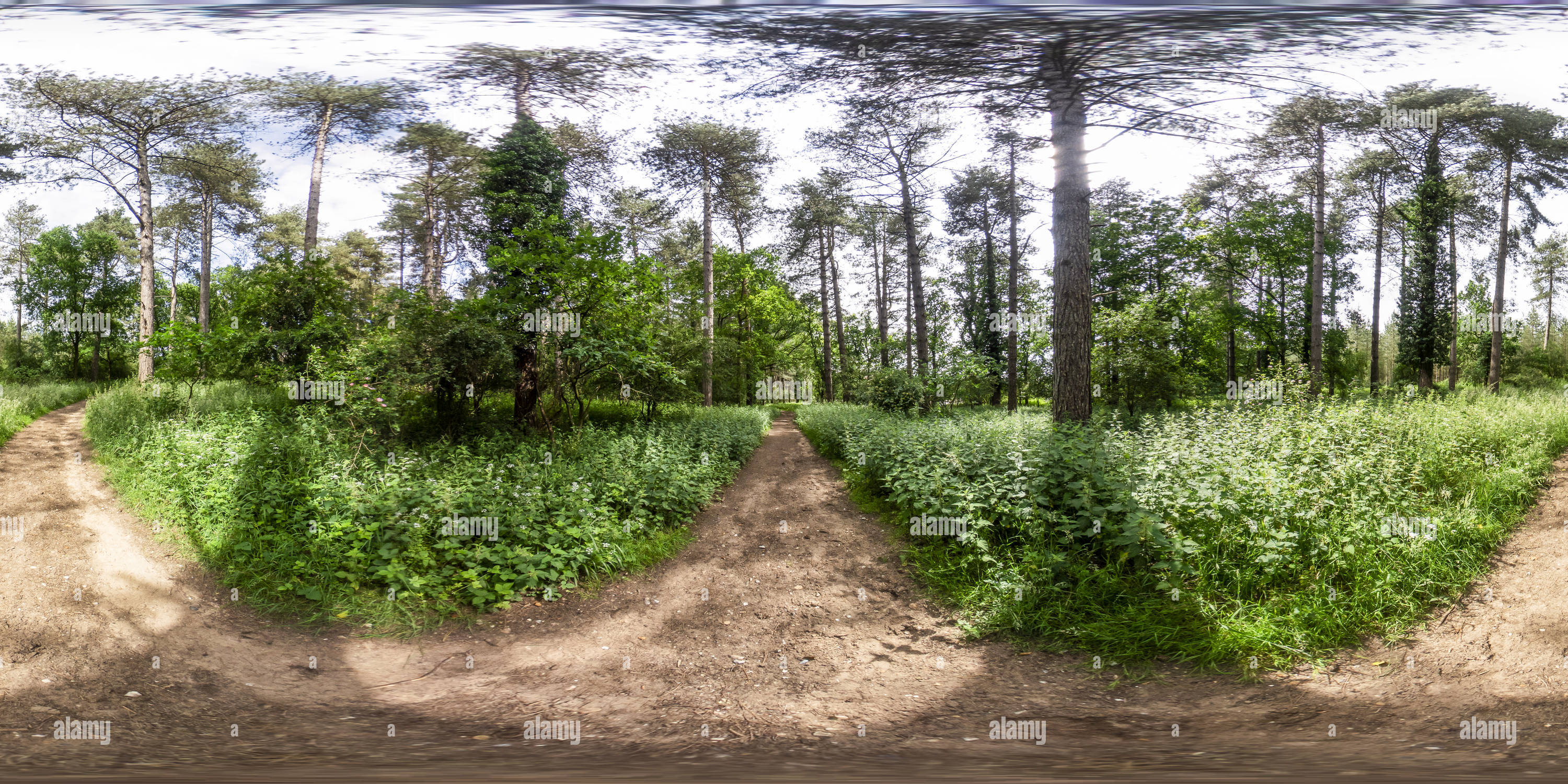 360° view of Footpath through King’s Forest, Suffolk - Alamy