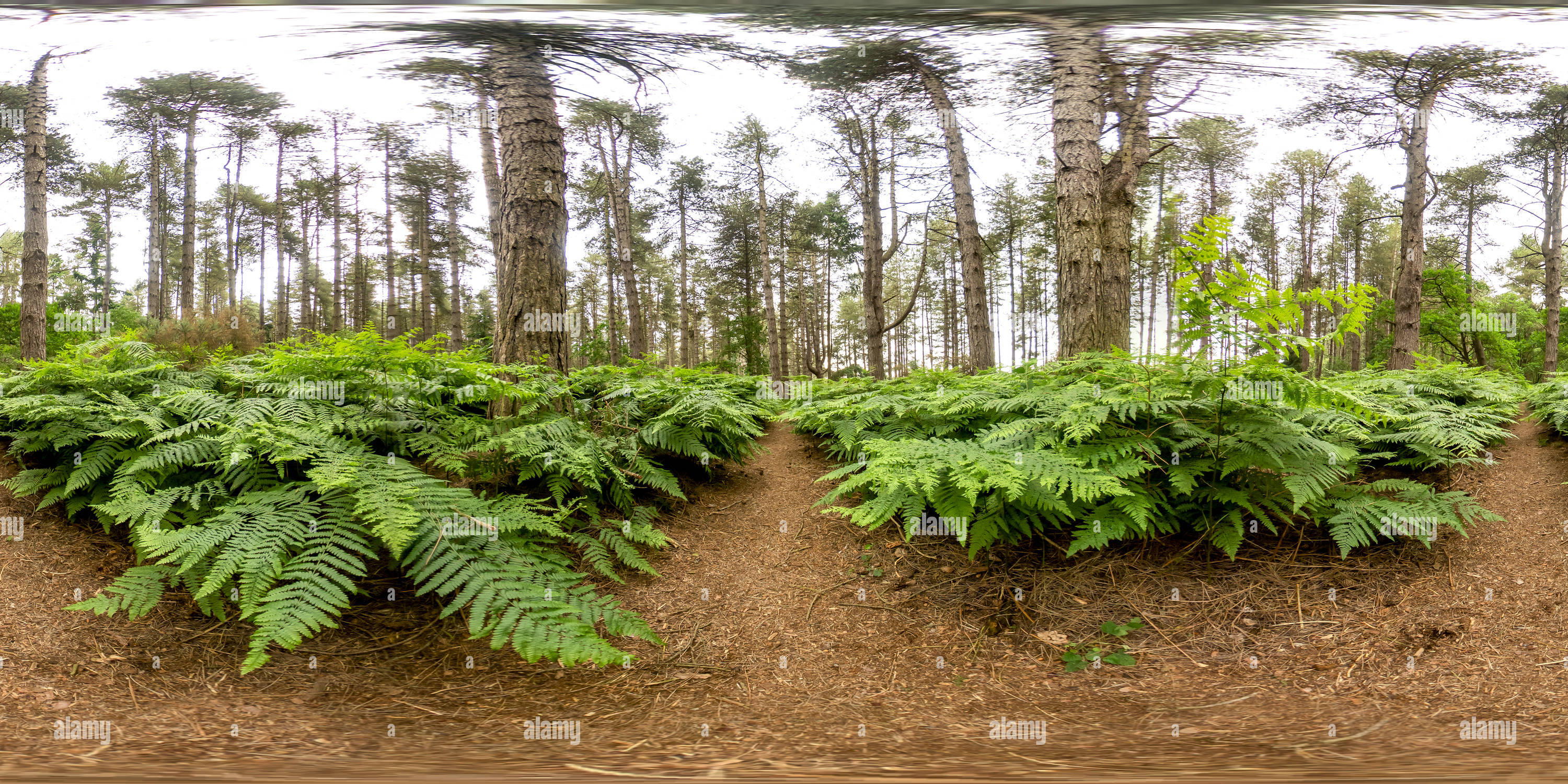 360° view of Ferns and pine trees in Kings Forest, Suffolk - Alamy