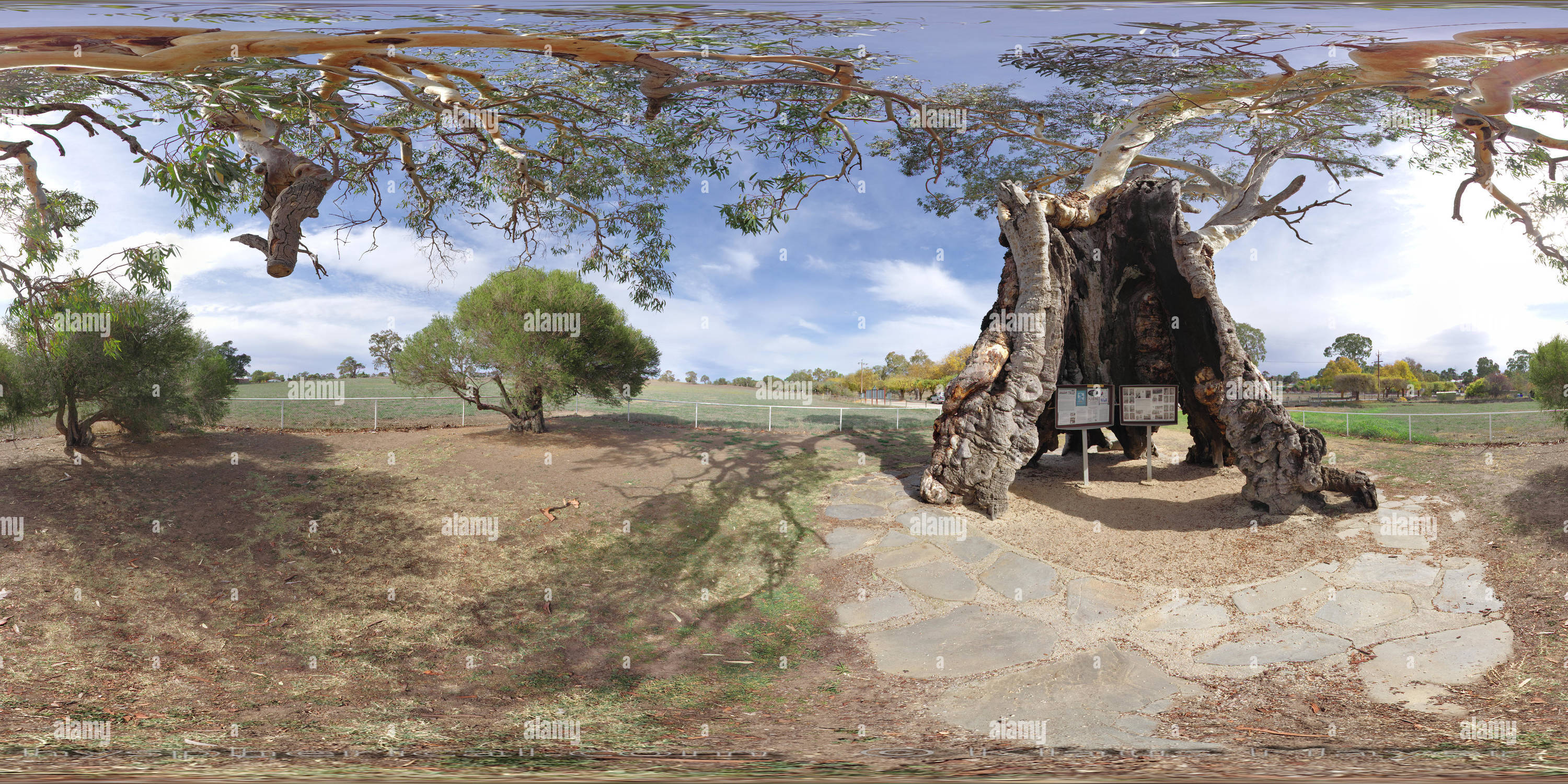 360° view of Herbig Family Tree at Springton - Alamy