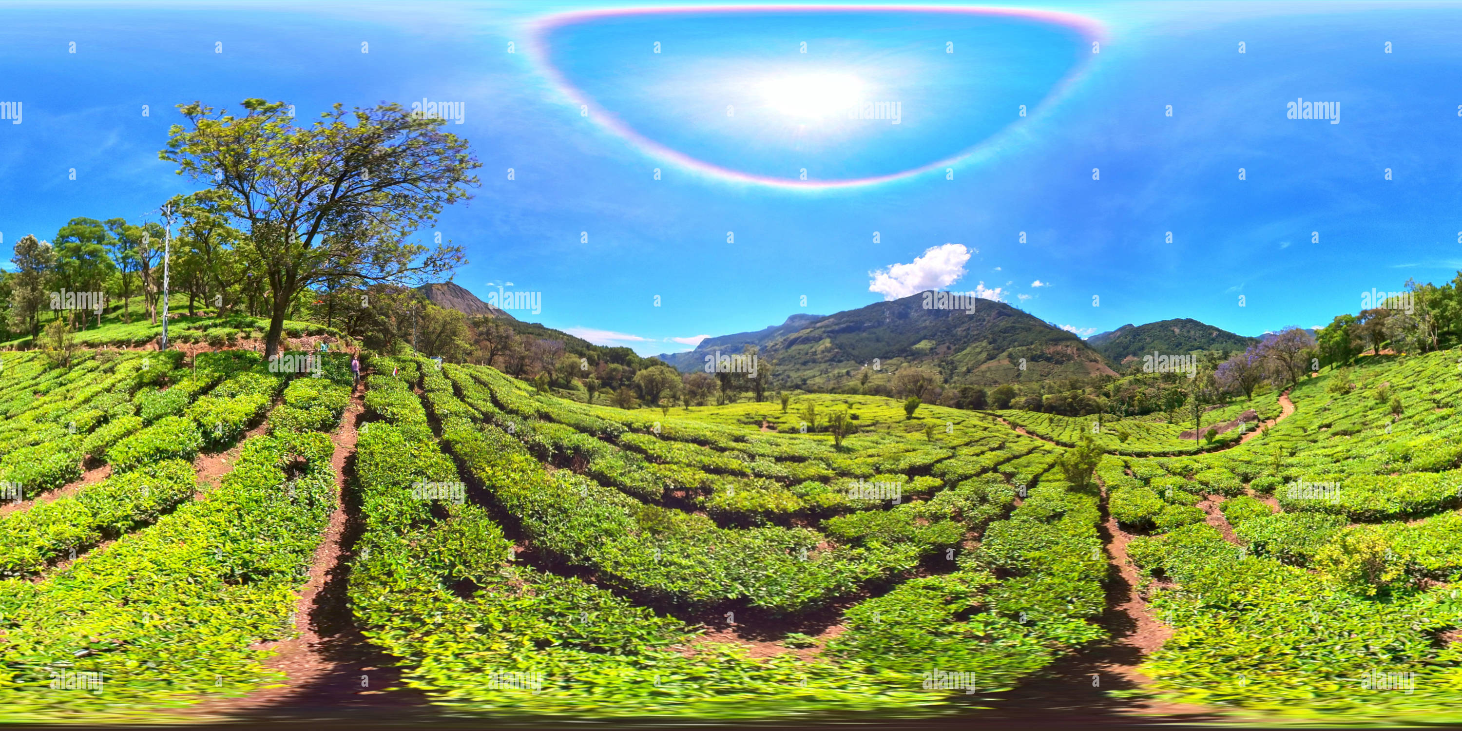 360° view of jacranda view pint Munnar - Alamy