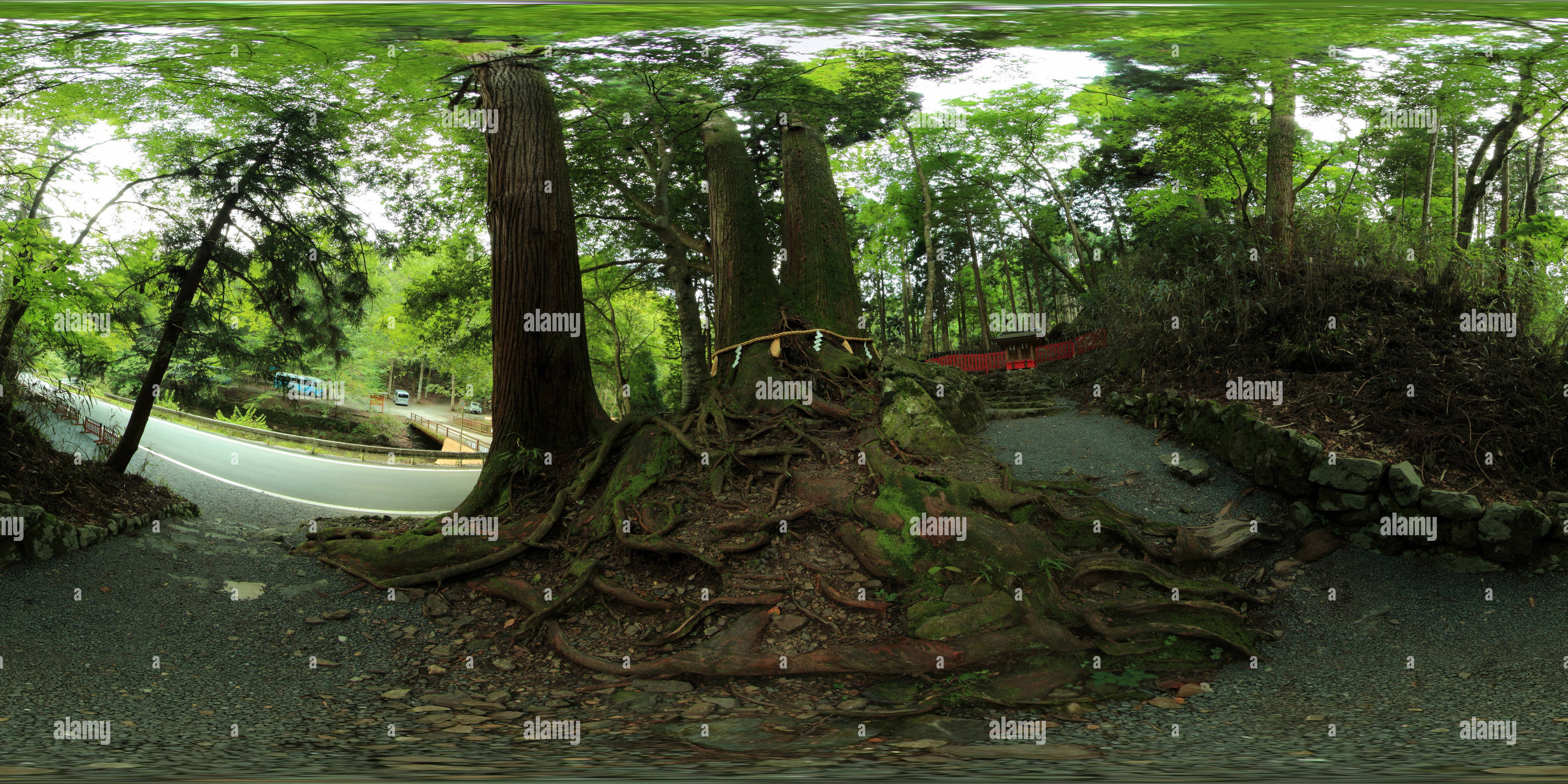 360° view of 貴船神社 相生の大杉 The sacred cedar tree in Kibune,called ...