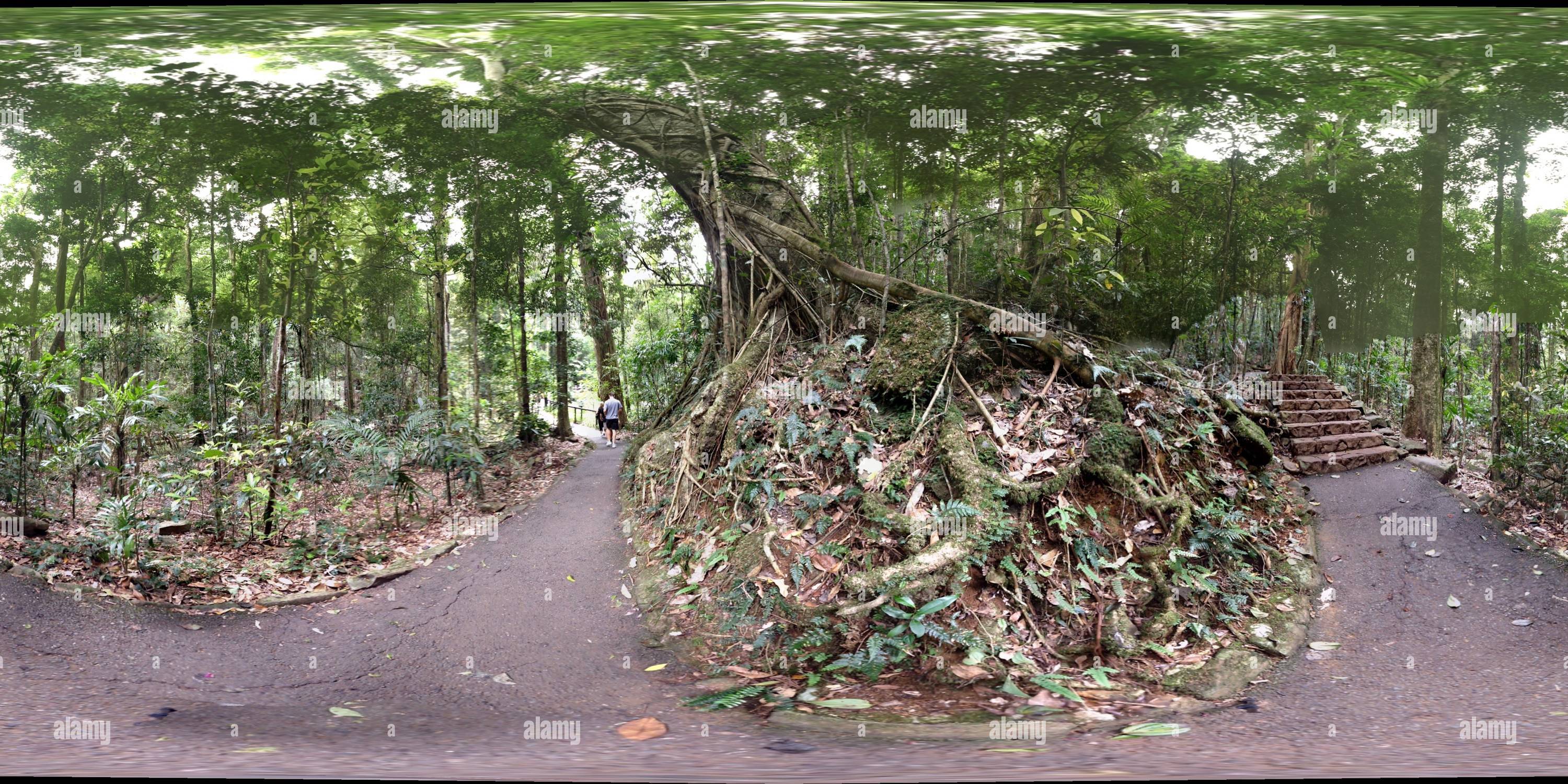 360° view of Rainforest vines, Springbrook National Park, Queensland ...