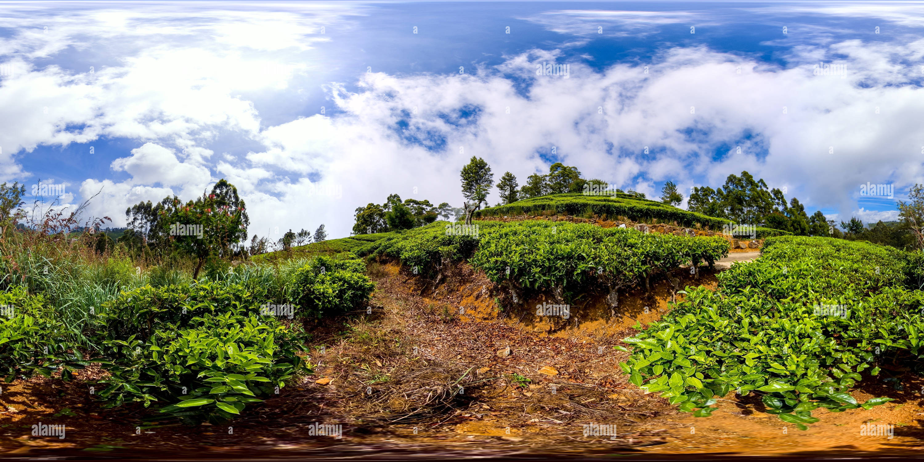 360° view of Tea plantations in Sri Lanka. Virtual Reality 360 - Alamy