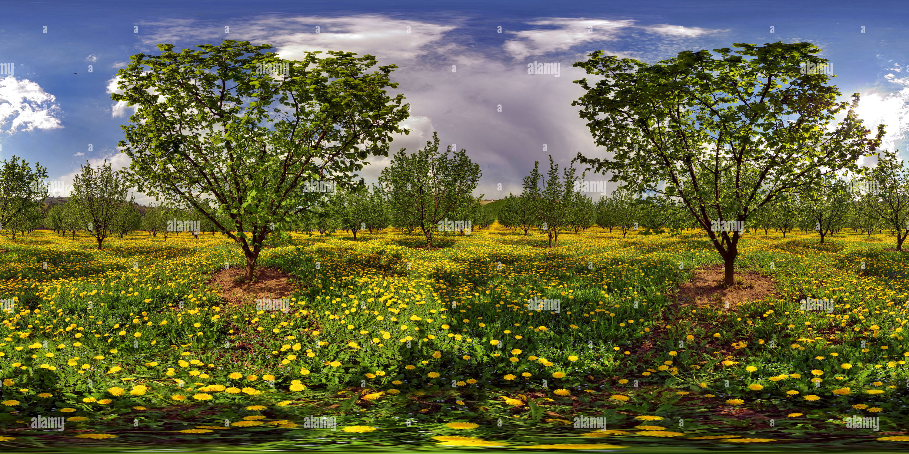 360° view of Ricca, a yellow sea of dandelions among hazelnut trees - Alamy
