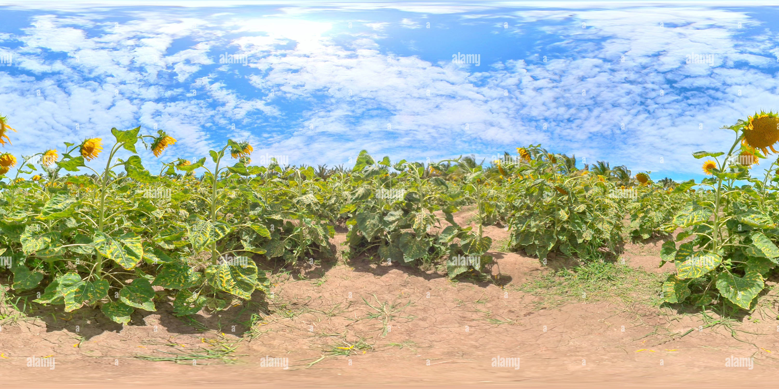 360° view of Sunflower fields 1 - Alamy