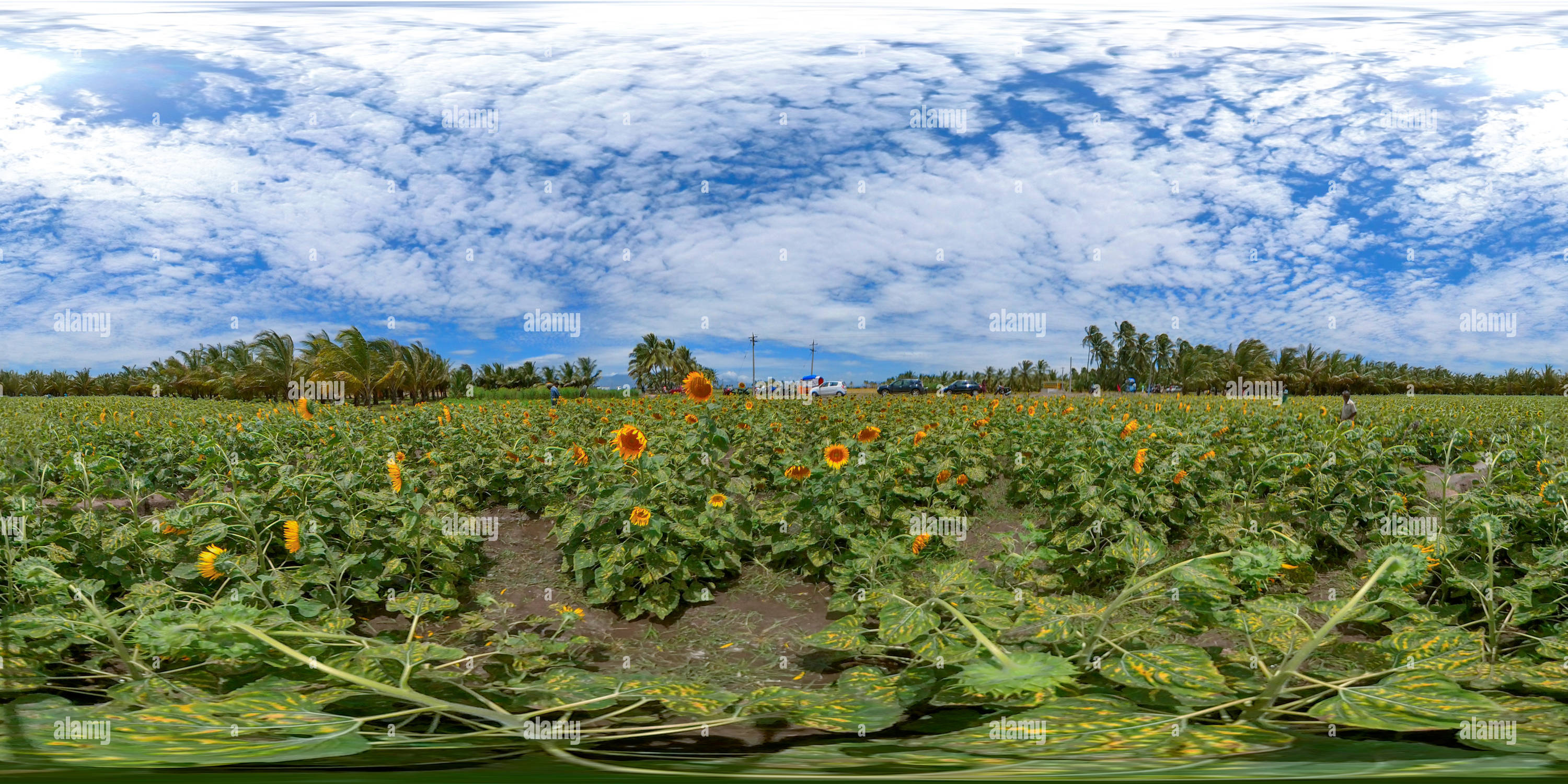 360° view of Sunflower fields 4 - Alamy