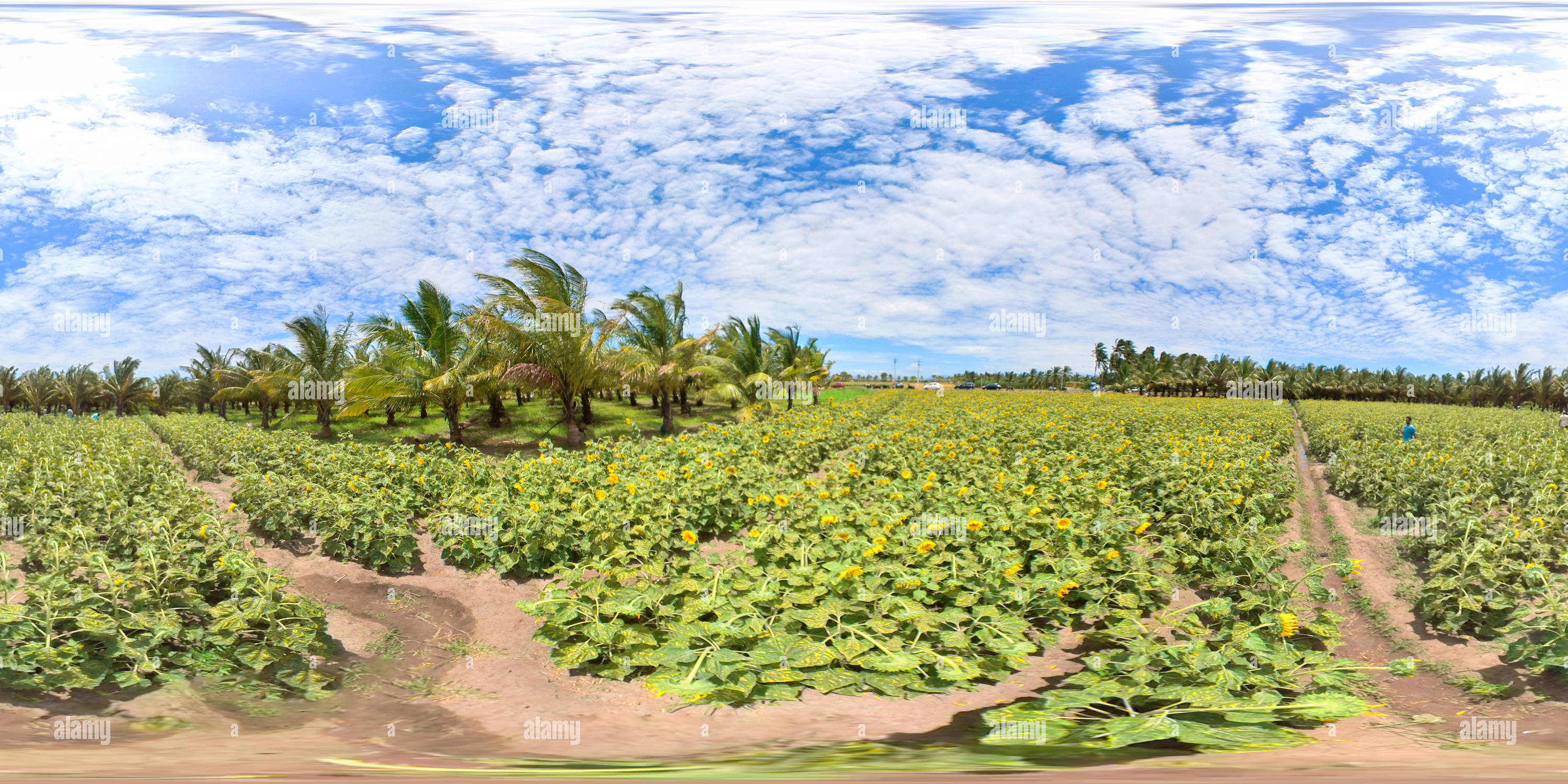 360° view of sunflower fields 5 - Alamy