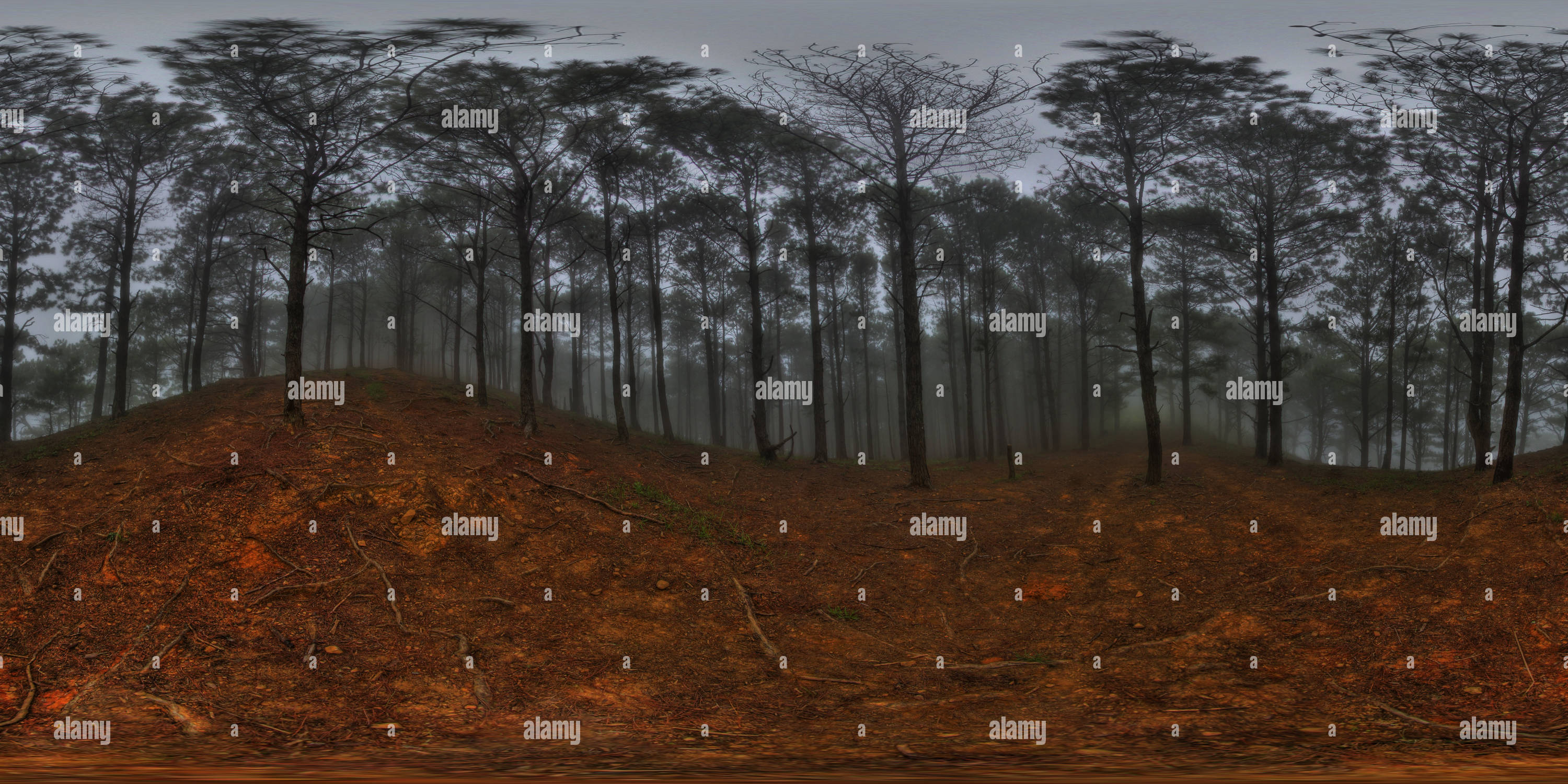 360° view of Pine Forest at Villa Verde Trail, Malico - Alamy