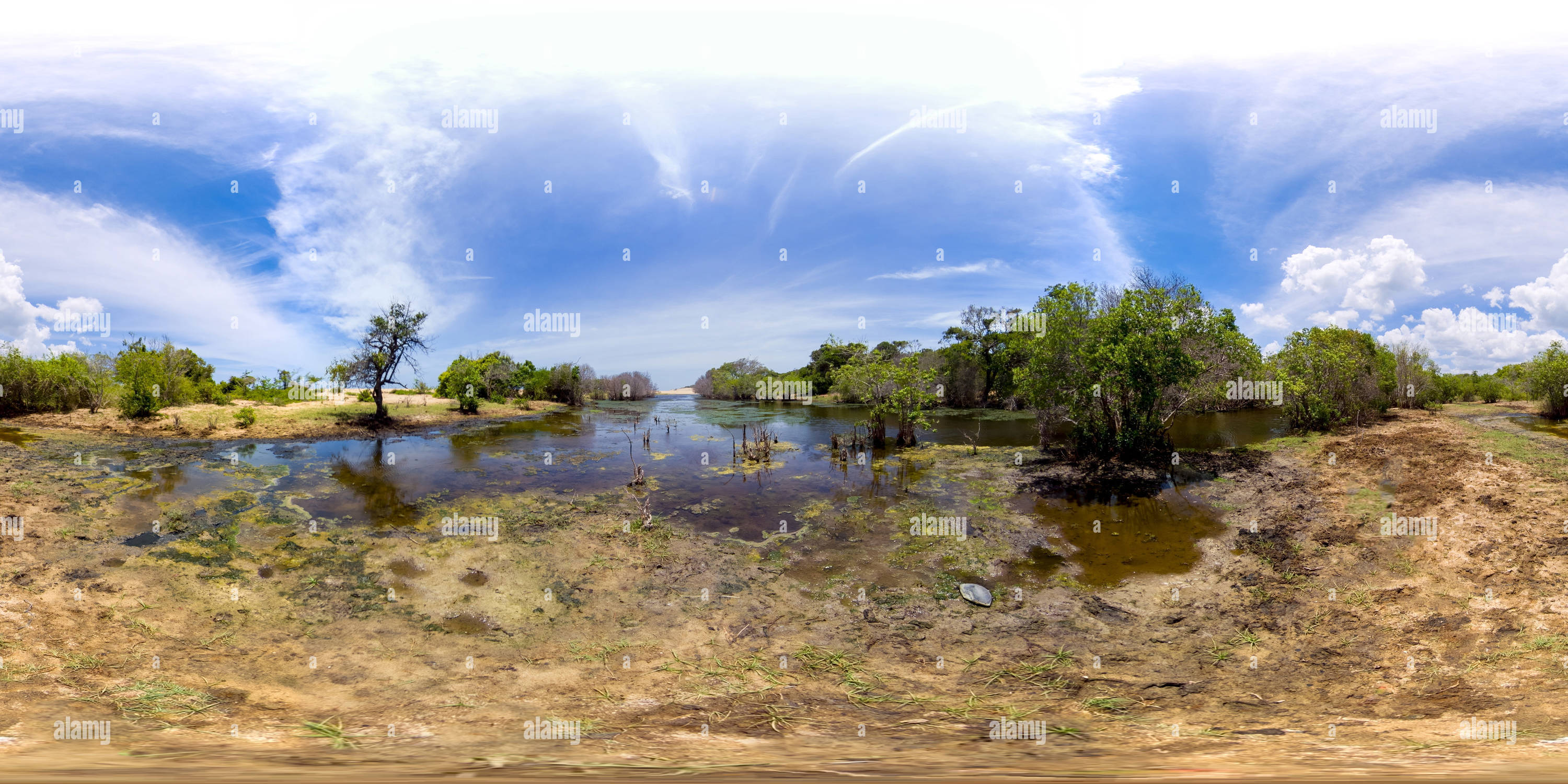 360° view of Trees by the lake and swamp. Sri Lanka. 360 panorama VR ...