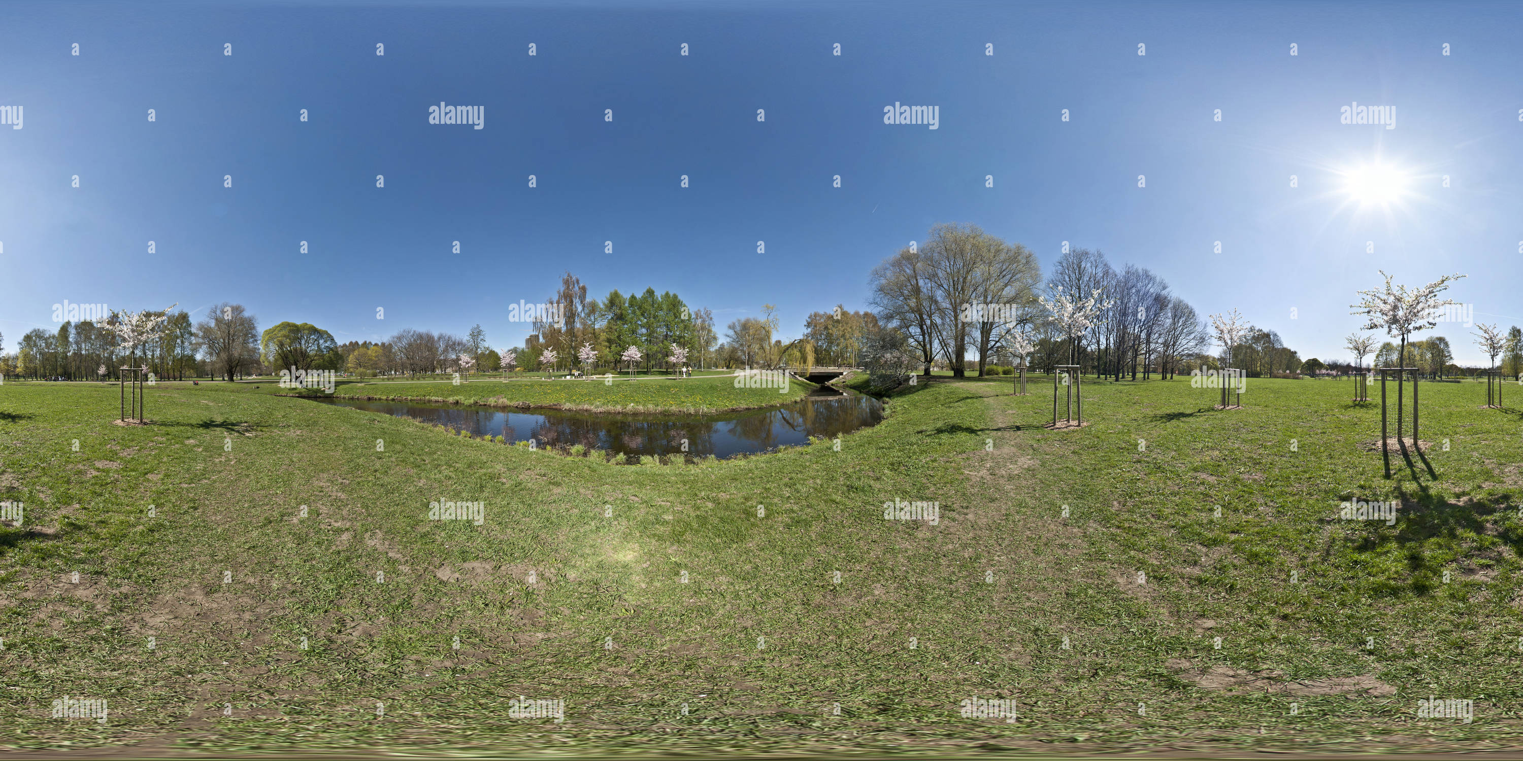 360° view of Spring Comes To Riga With Blooming Sakura Trees (Japānas ...