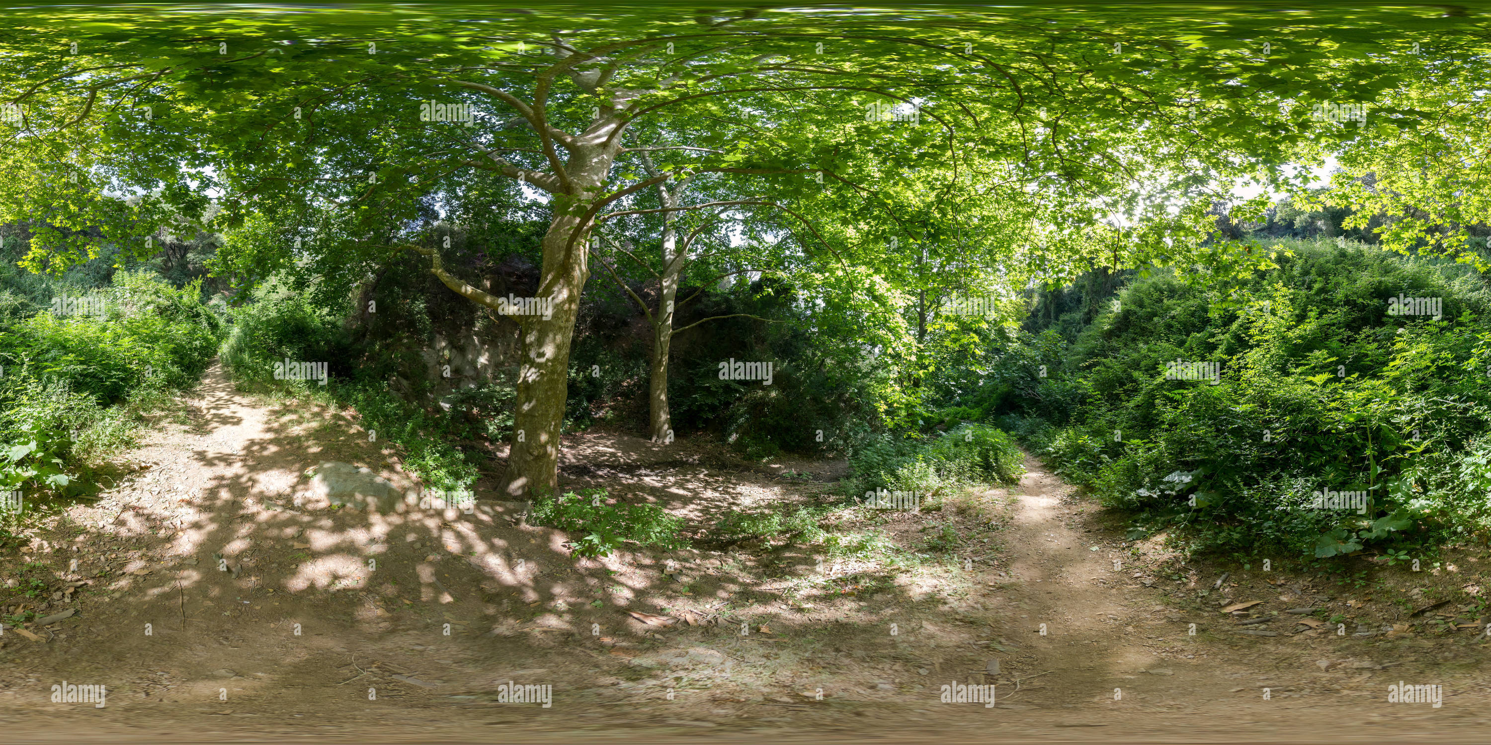 360° view of Forest in Barcelona summer - Alamy