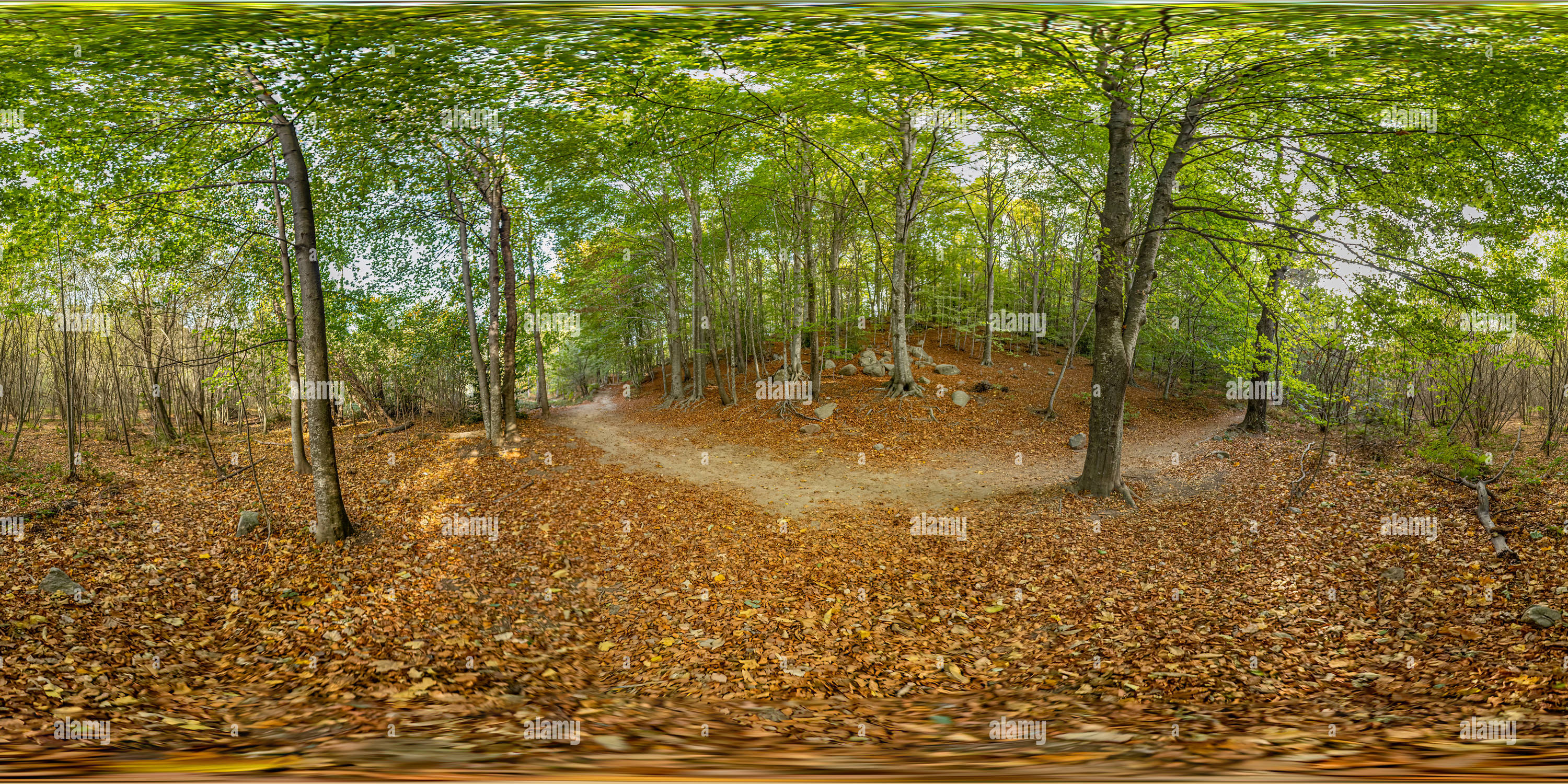 360° view of Autumn in the forest, Montseny - Alamy