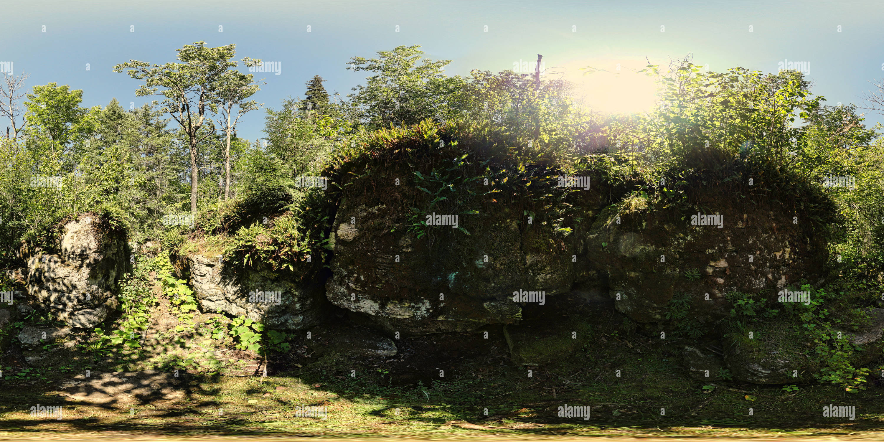 360° view of Fern Forest, Door County, Wisconsin - Alamy