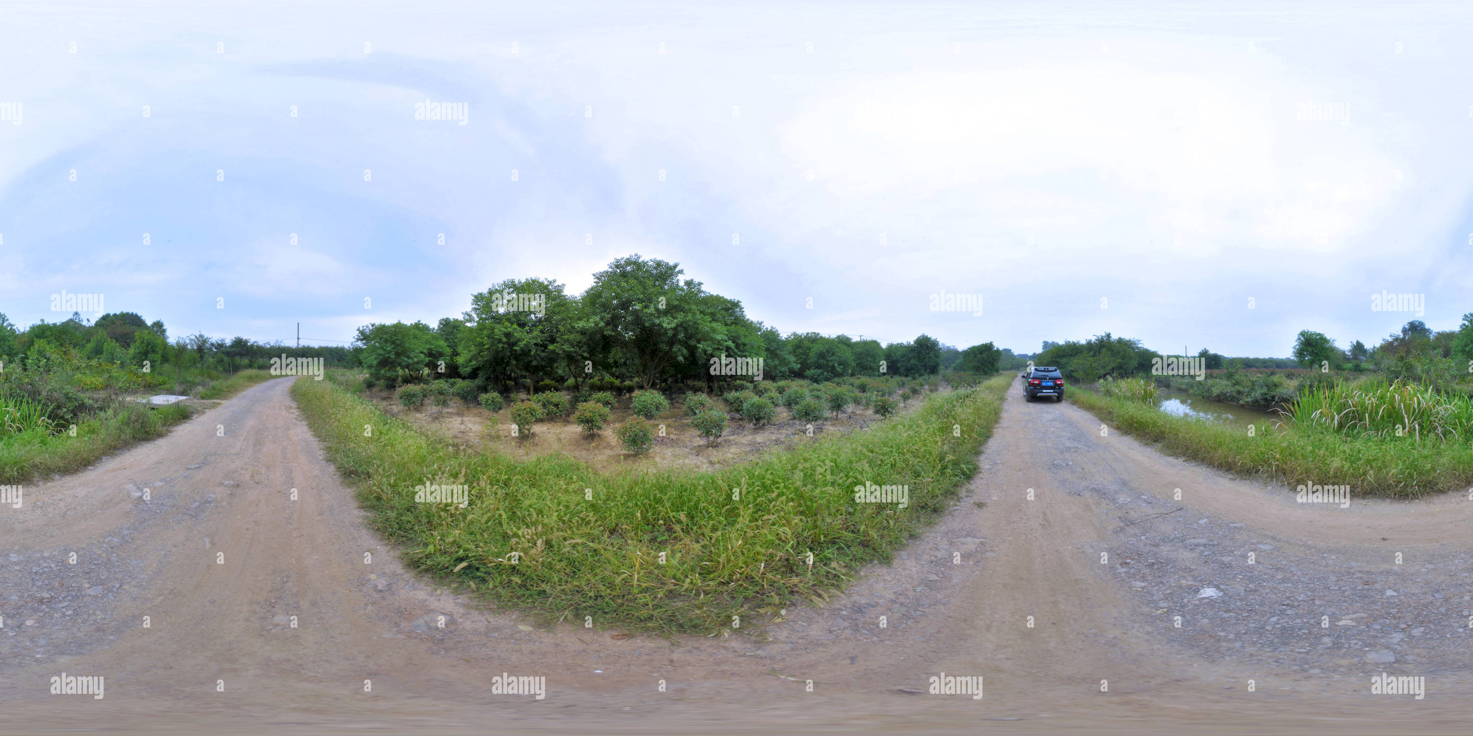 360° view of Chinese tallow tree (091) 乌桕林 - Alamy