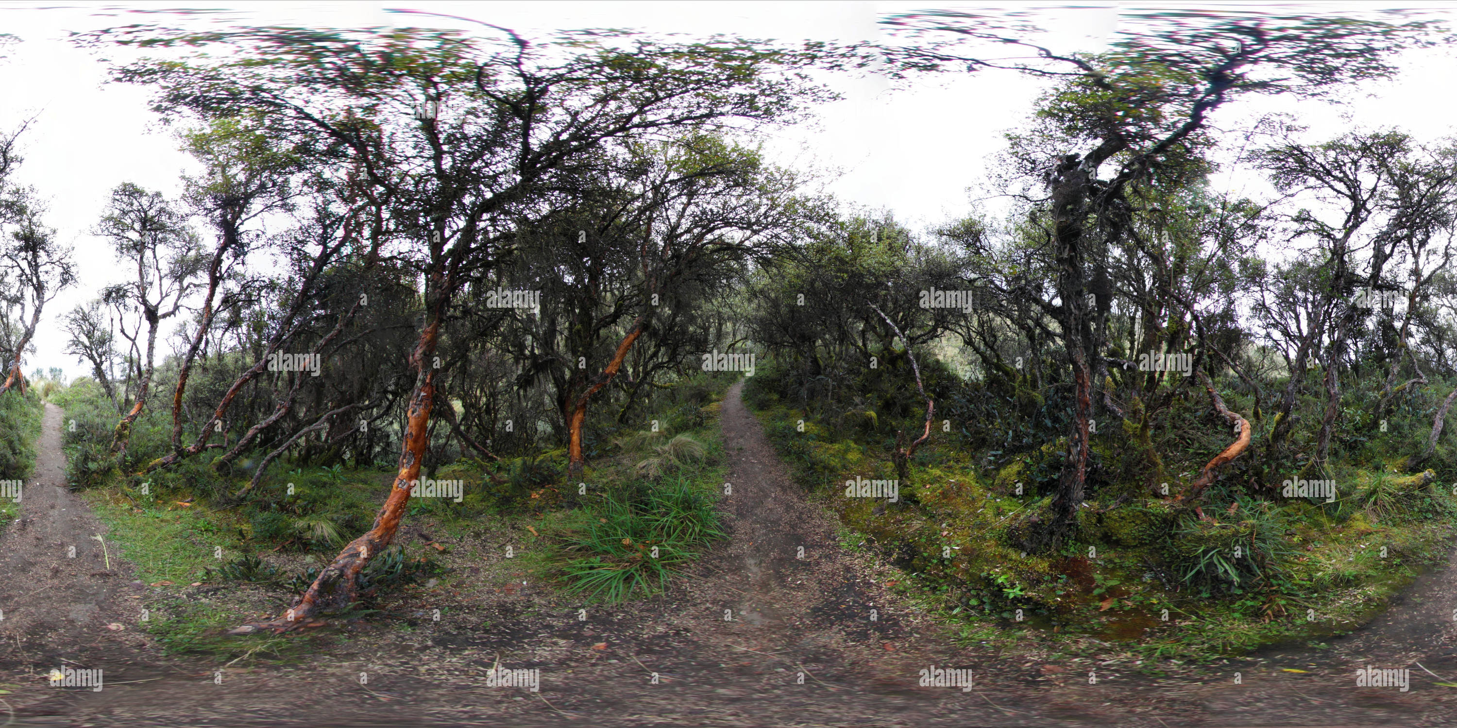 360° view of Polylepis Trees in Iliniza reserve - Alamy