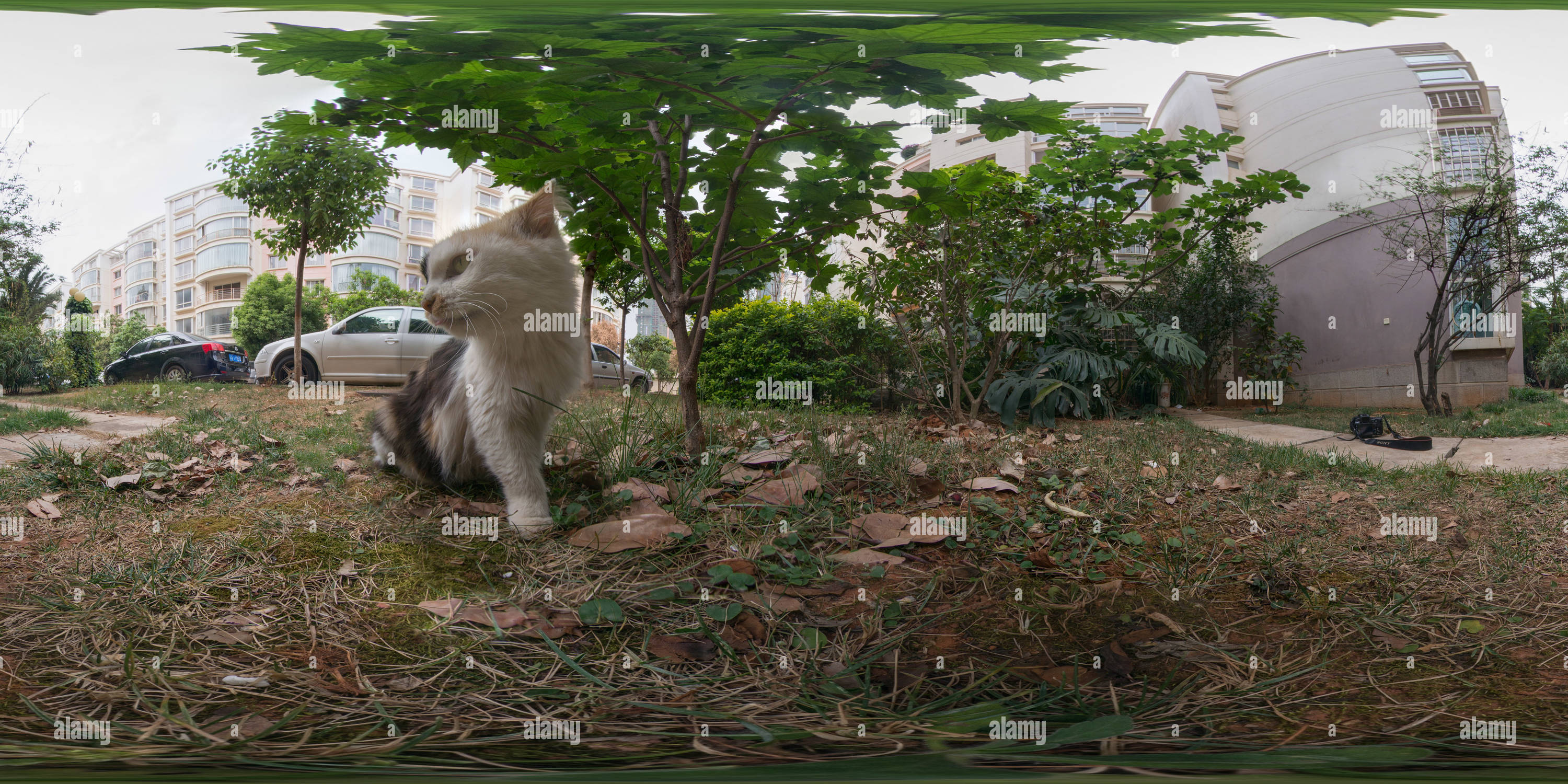 360° view of stray cats 2 - Alamy