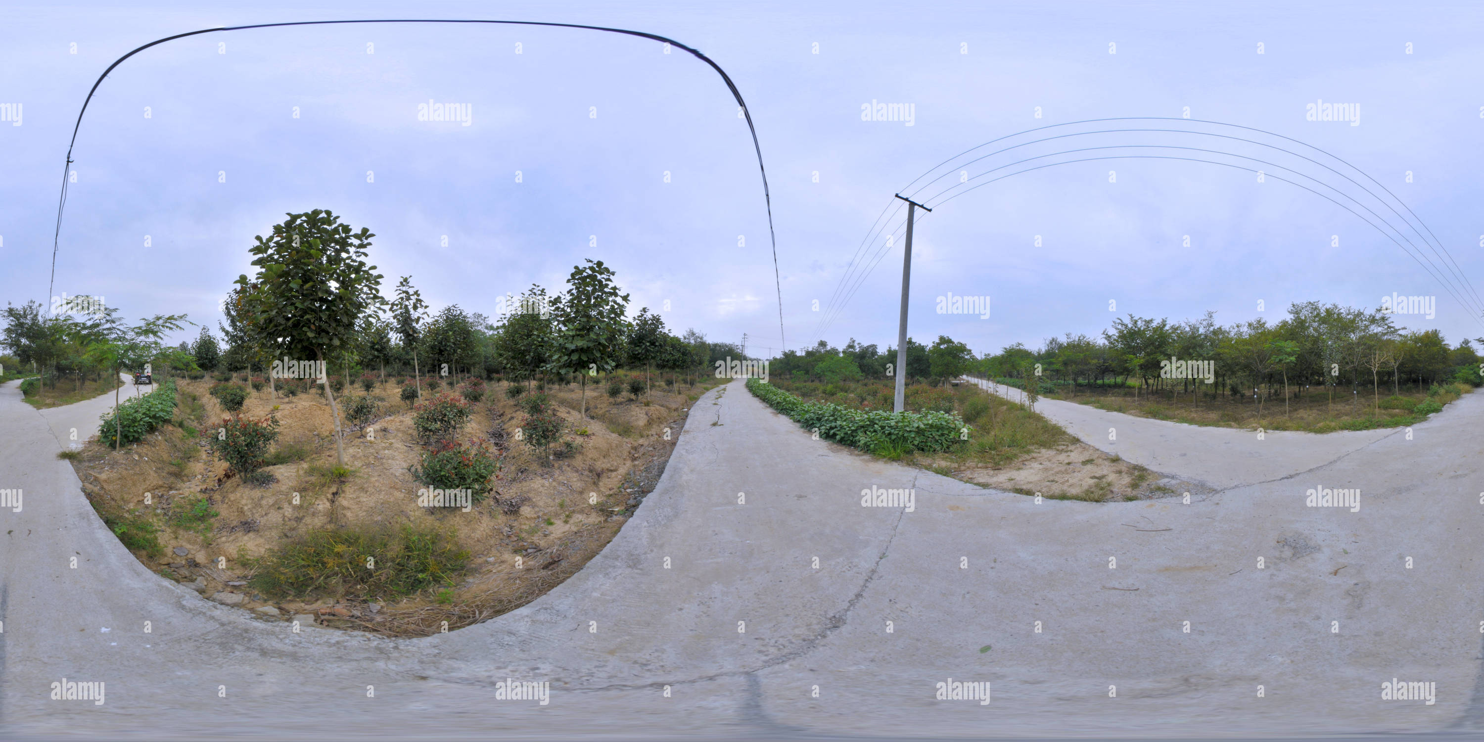 360° view of Purple Magnolia (157) 紫玉兰 - Alamy