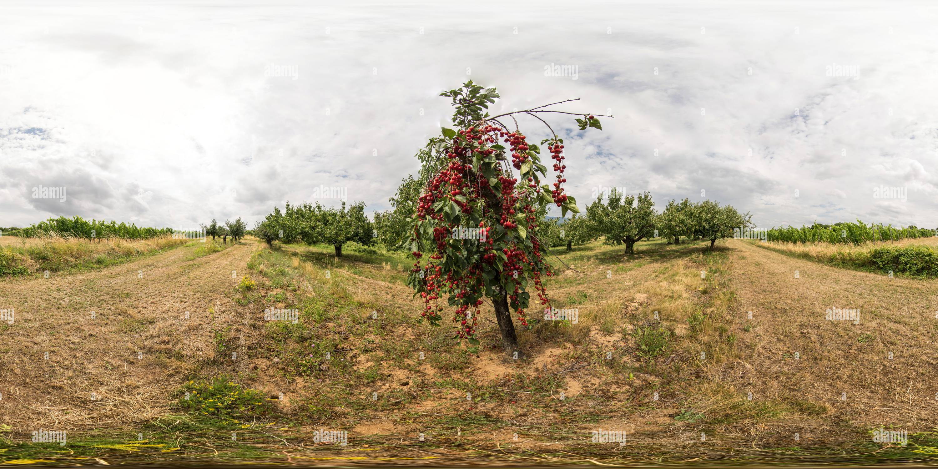 360° view of lonesome cherry tree - Alamy