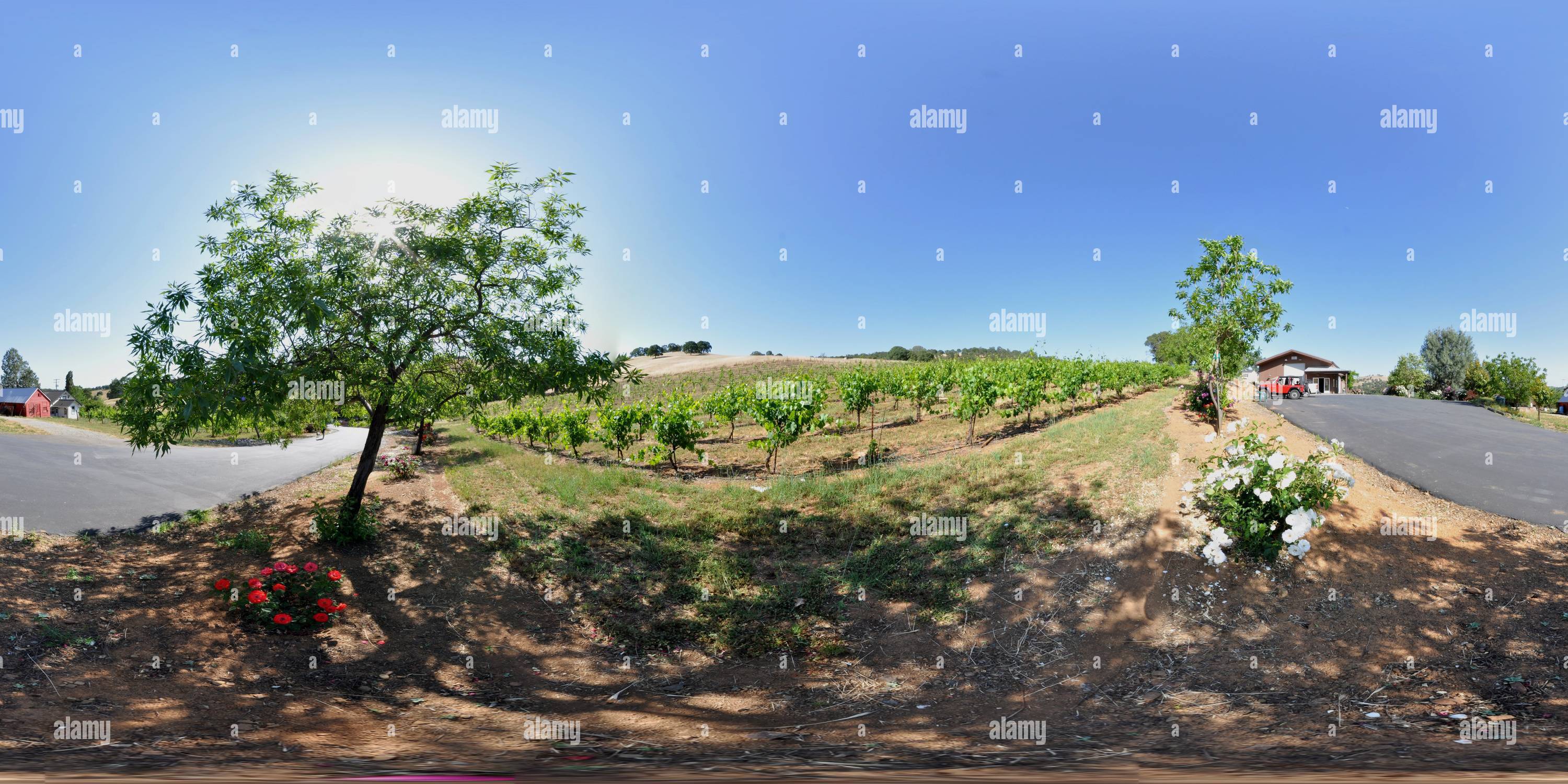 360° view of Vineyard outside Dry Town, California - Alamy