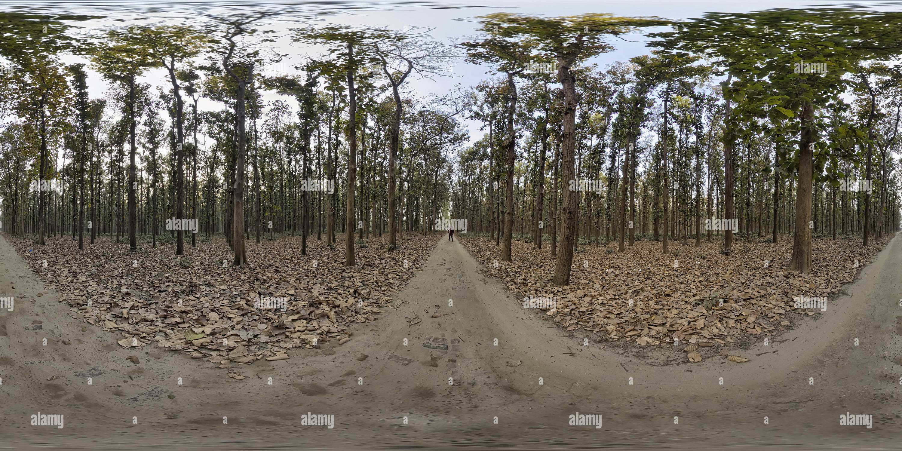 360° view of kushmi jungle - Alamy