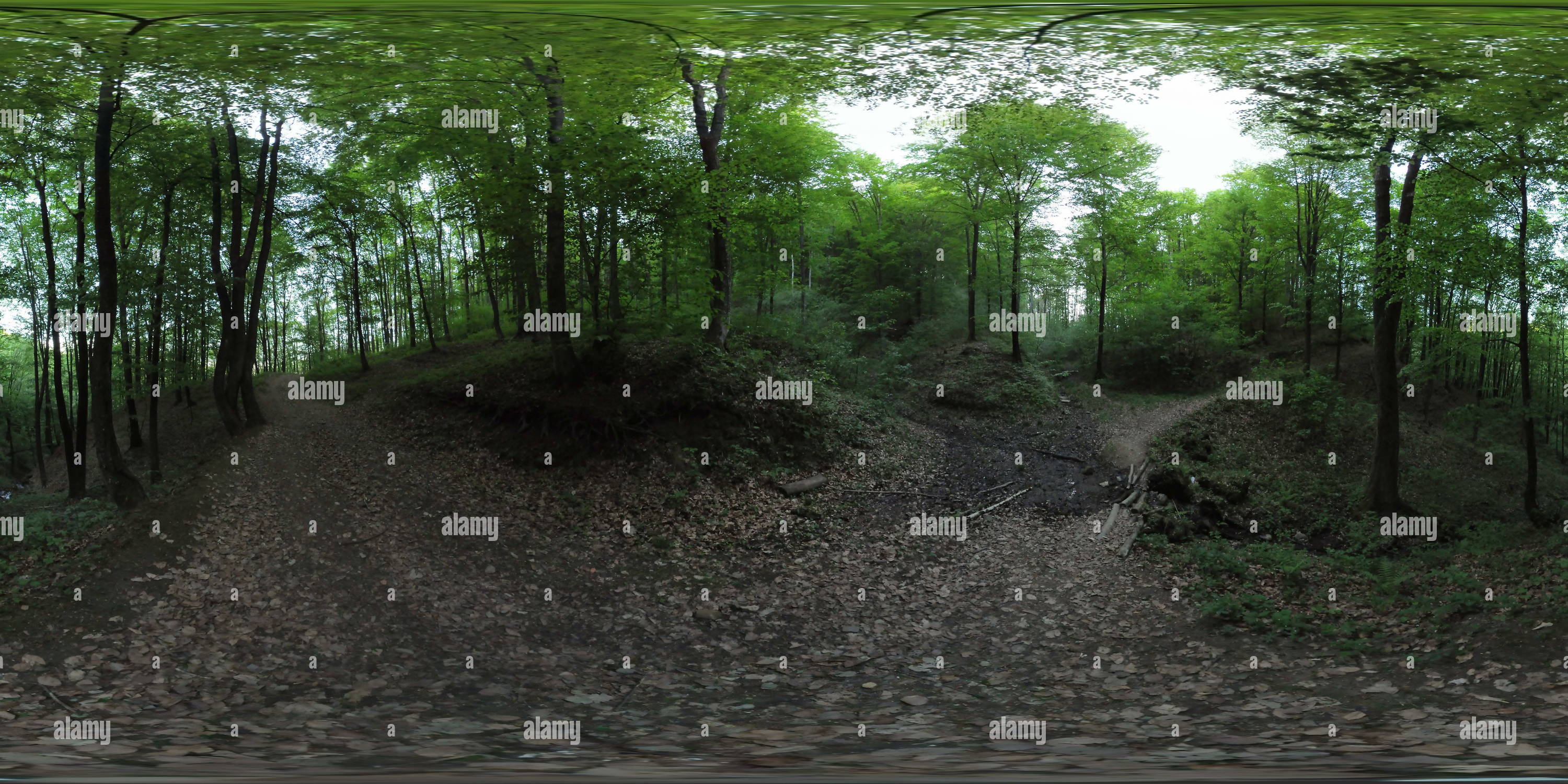 360° view of forest mountain rill - Alamy