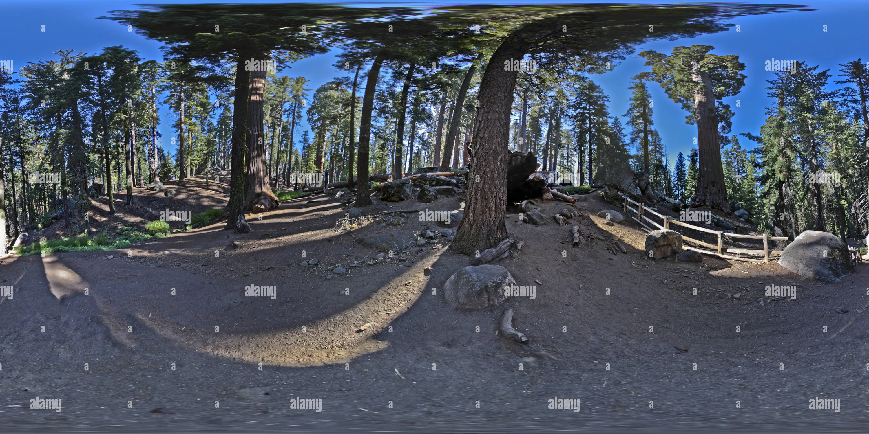360° view of North Grove Loop, General Grant Grove, Sequoia National ...