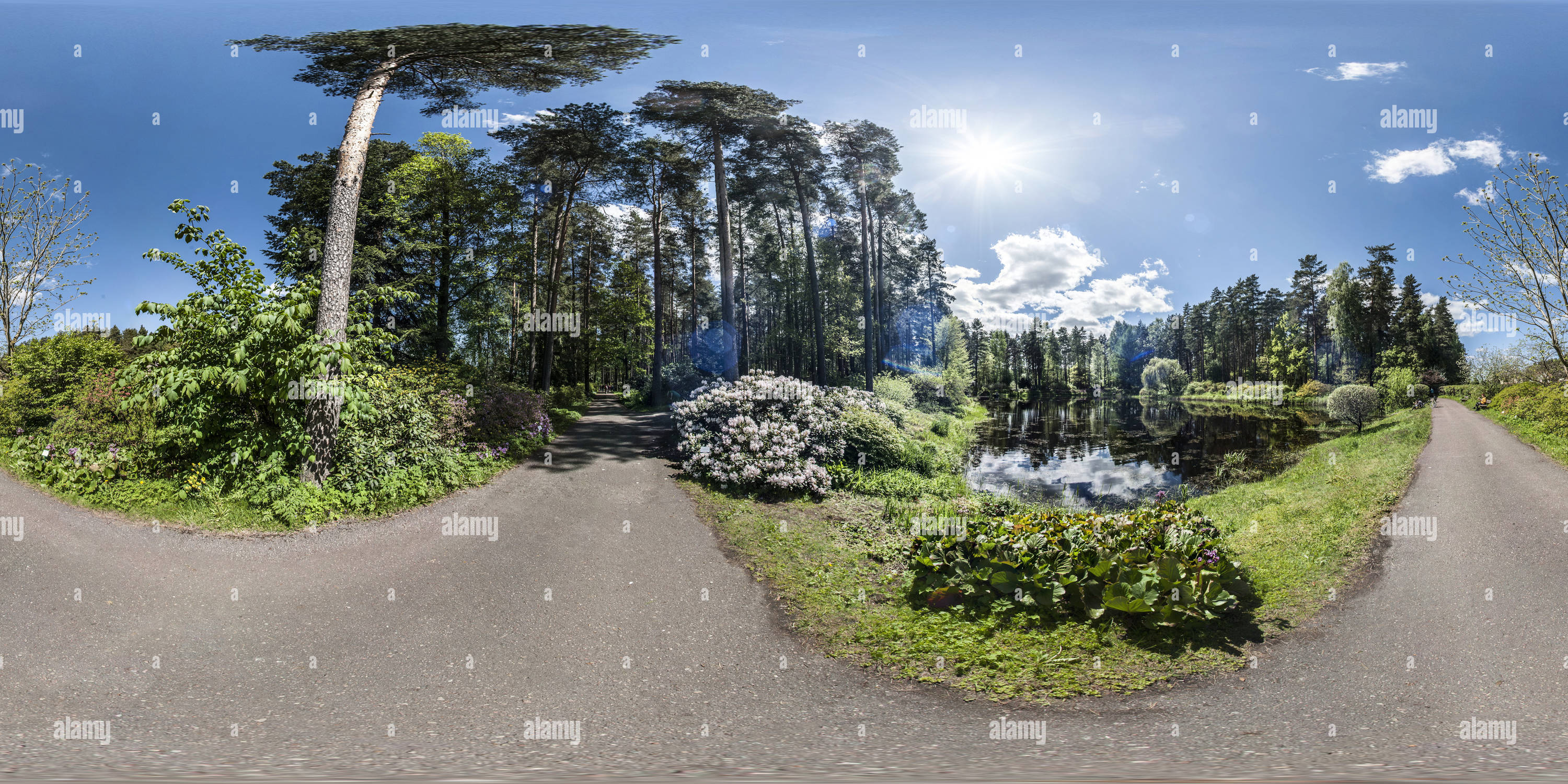 360° view of Nursery of Rhododendrons "Babite - Alamy