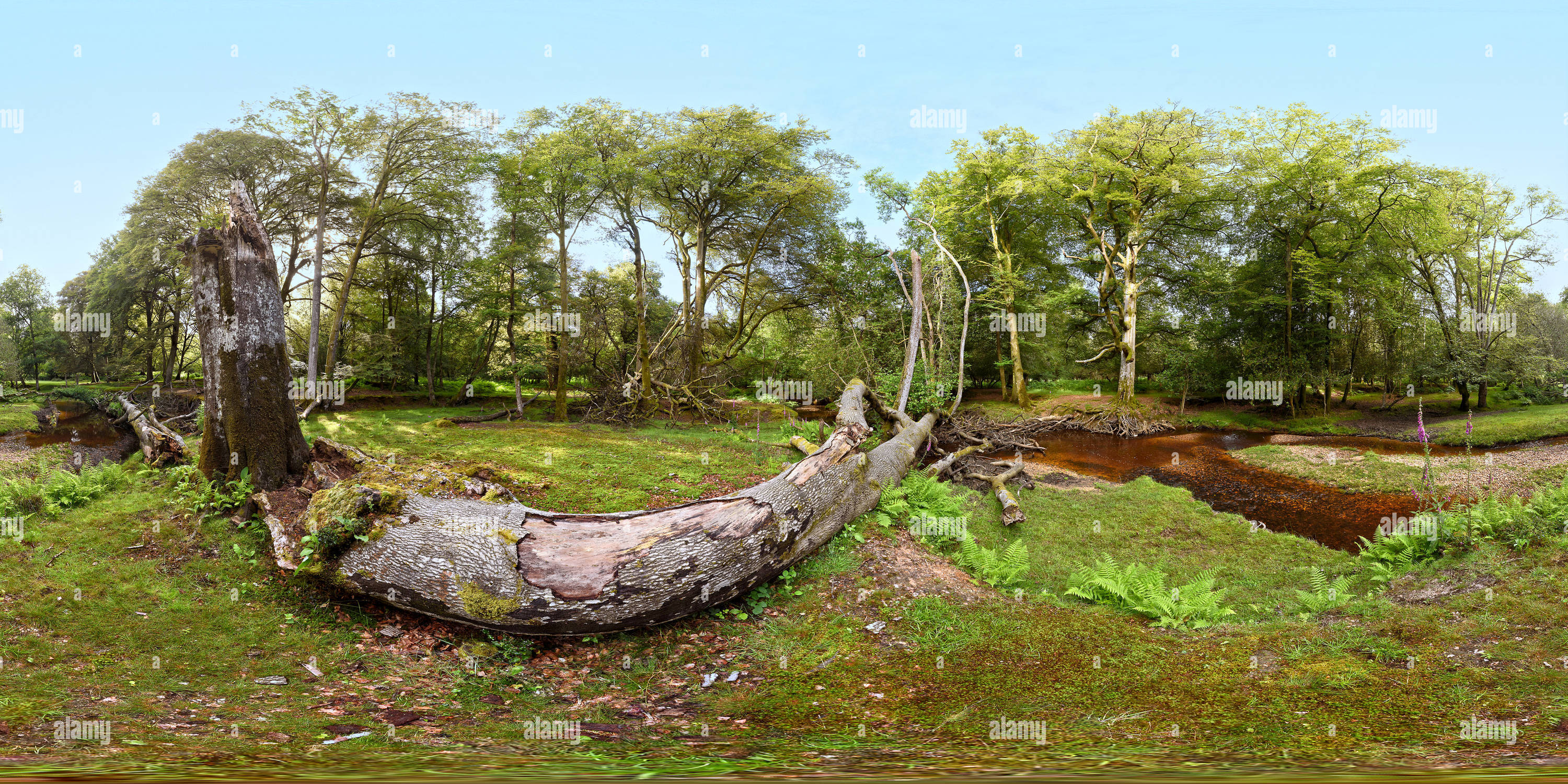 360° view of Highland Water stream in the New Forest National Park ...