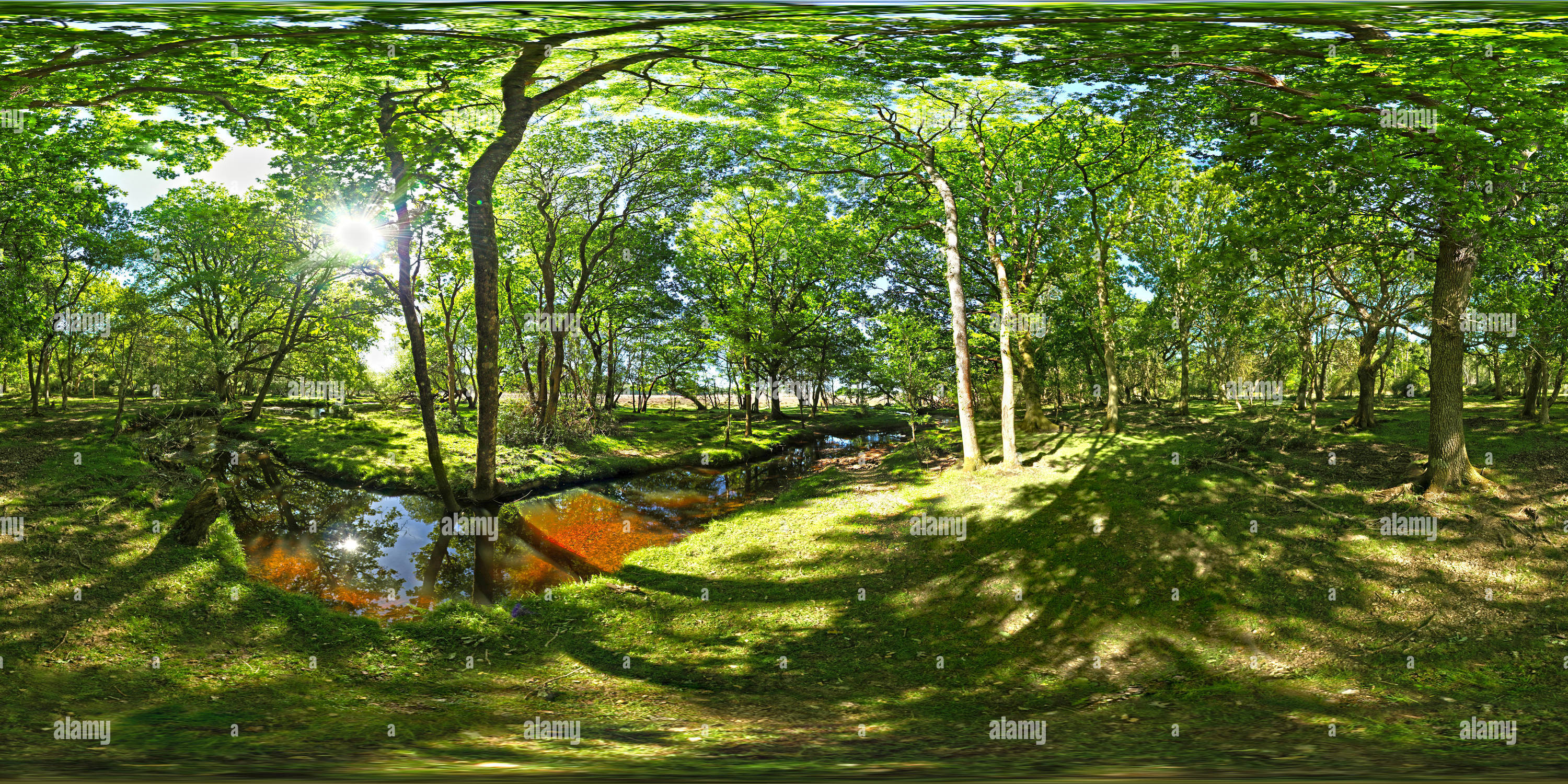 360° view of Mill Lawn Brook Stream in the New Forest National Park - Alamy