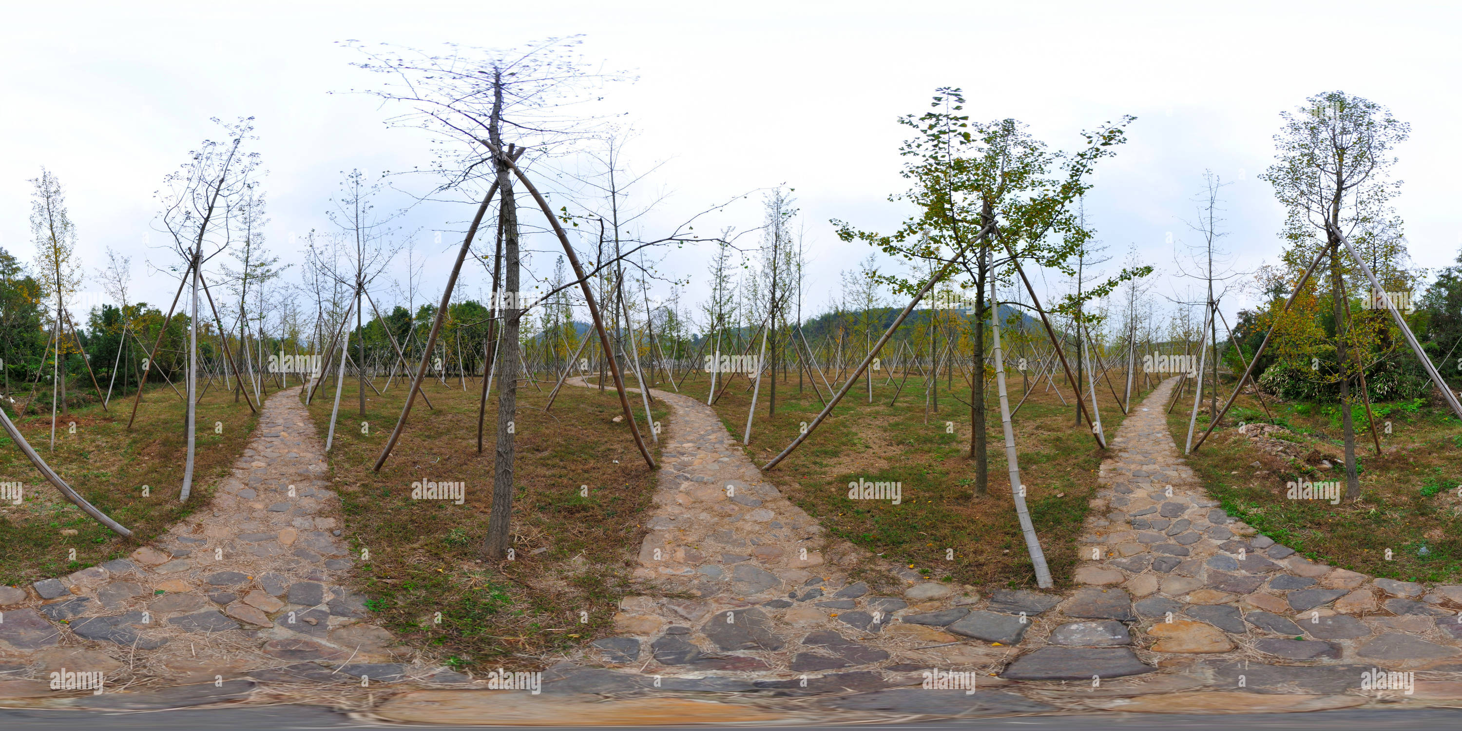 360° view of Changxing Ancient Ginkgo Corridor古银杏长廊-村南杏林(097 - Alamy