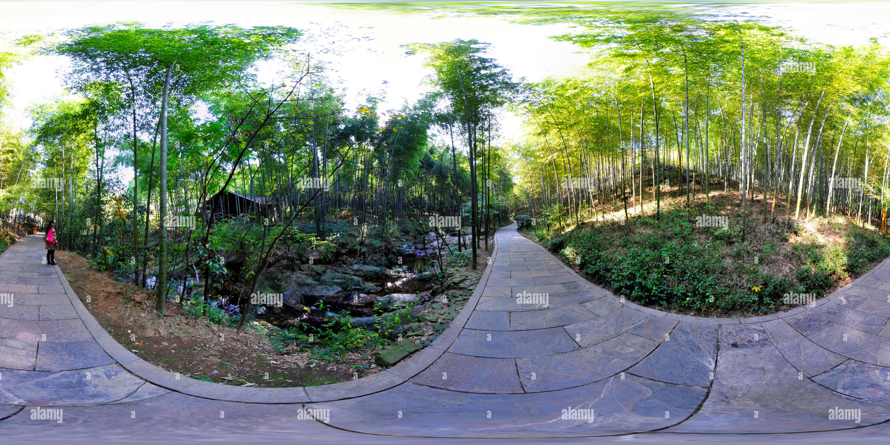 360° view of Nanshan Bamboo Sea南山竹海-竹林幽径(127 - Alamy