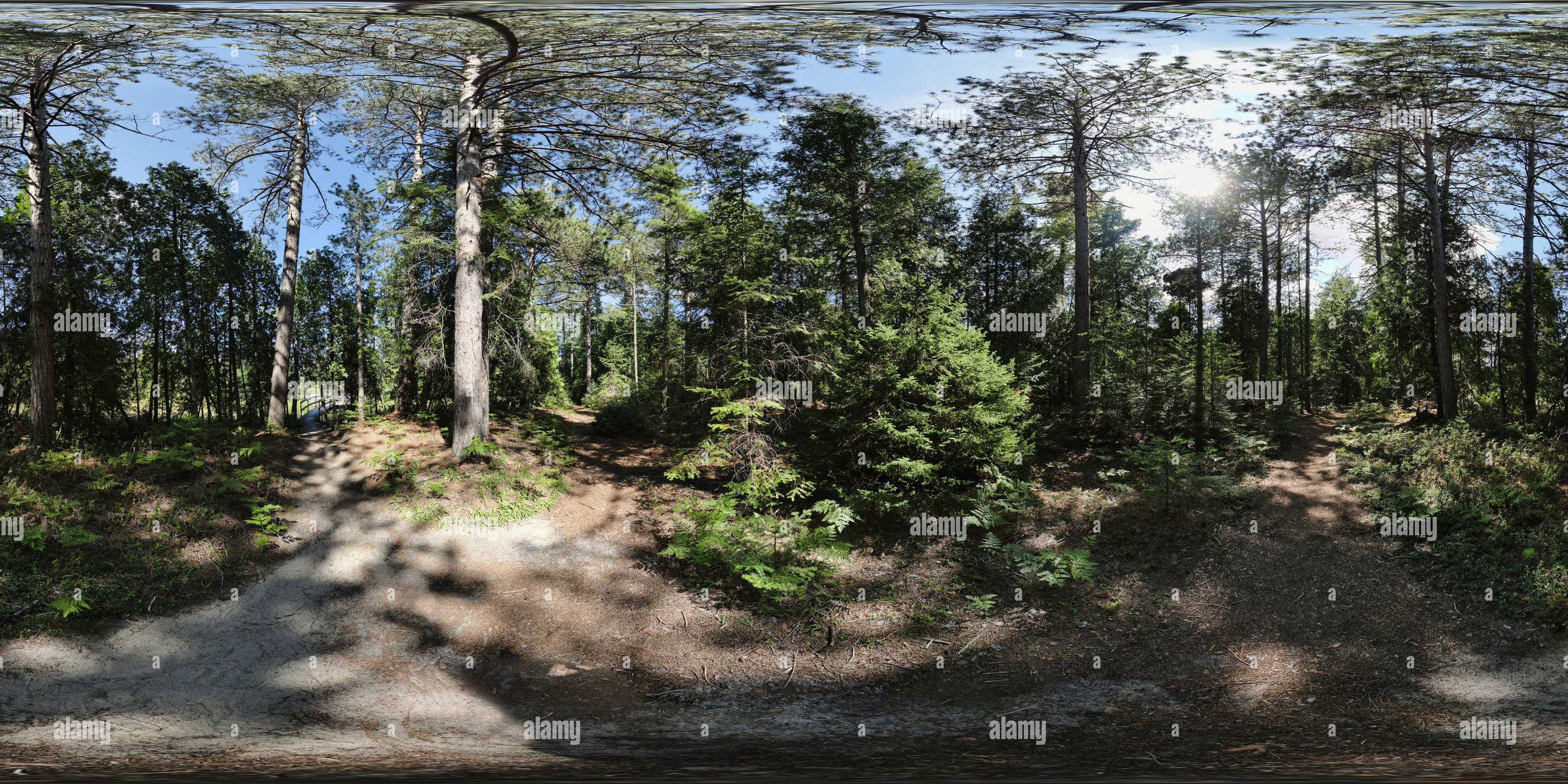 360° view of Path in Ridges Sanctuary, Door County - Alamy