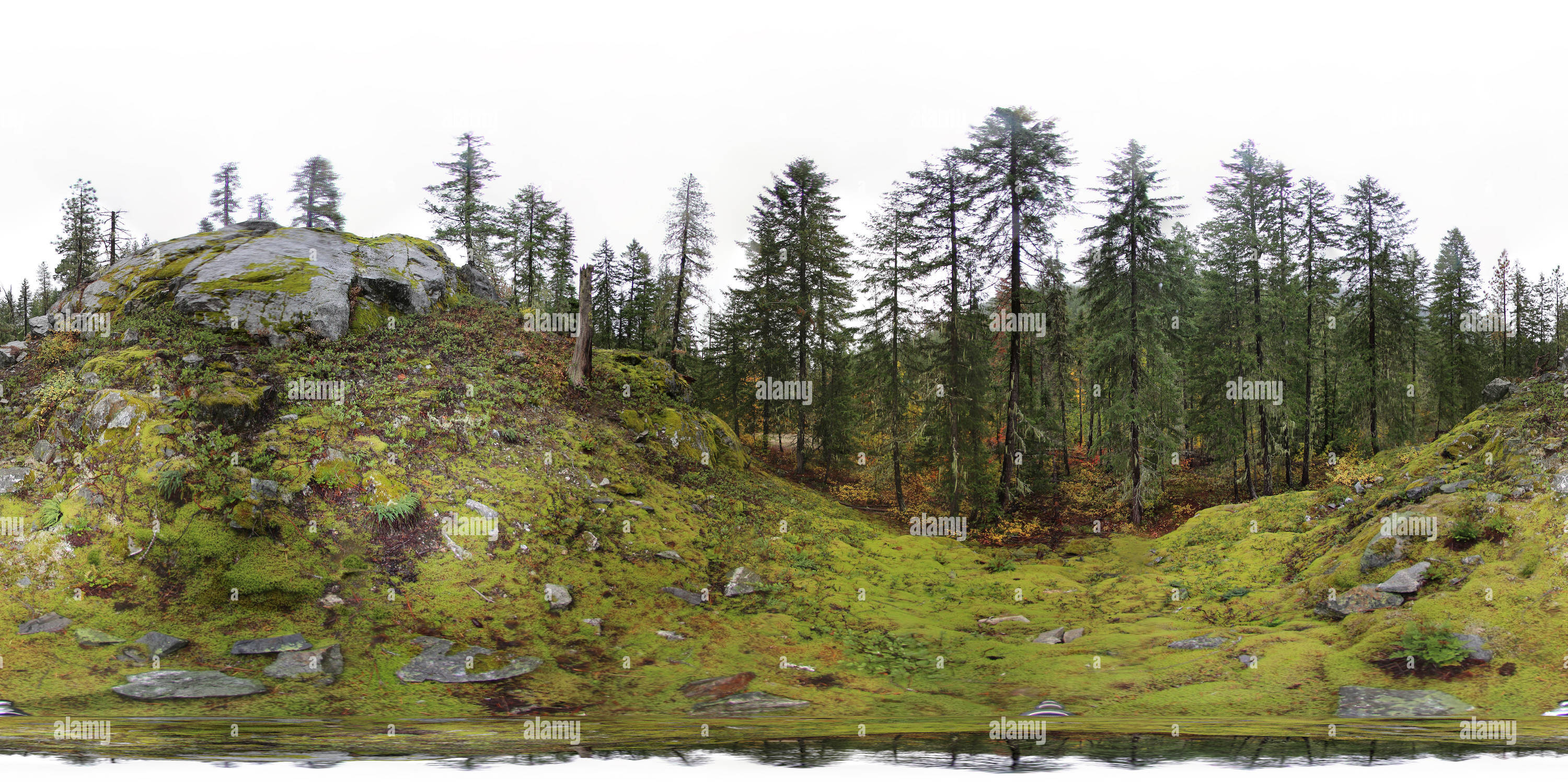 360° view of Stehekin Valley Road mossy area - Alamy