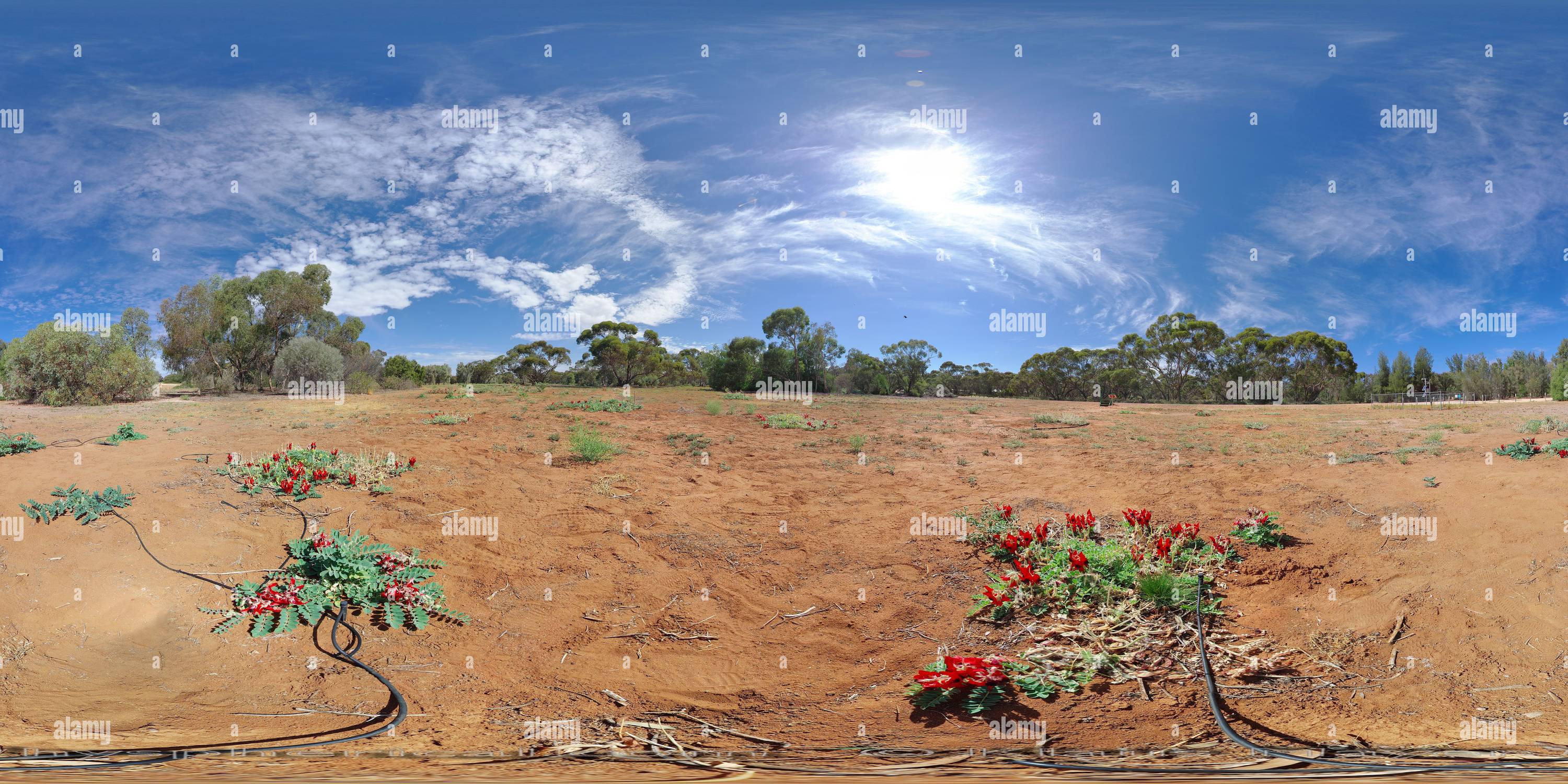 360° view of Sturt Desert Pea at Australian Inland Botanic Gardens in ...