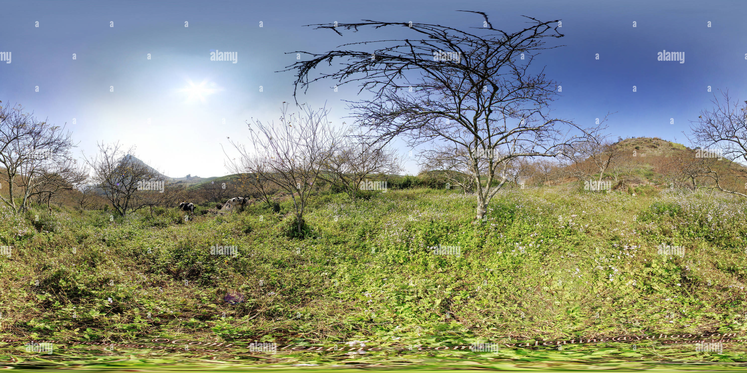 360° view of Cows in Moc Chau - Alamy