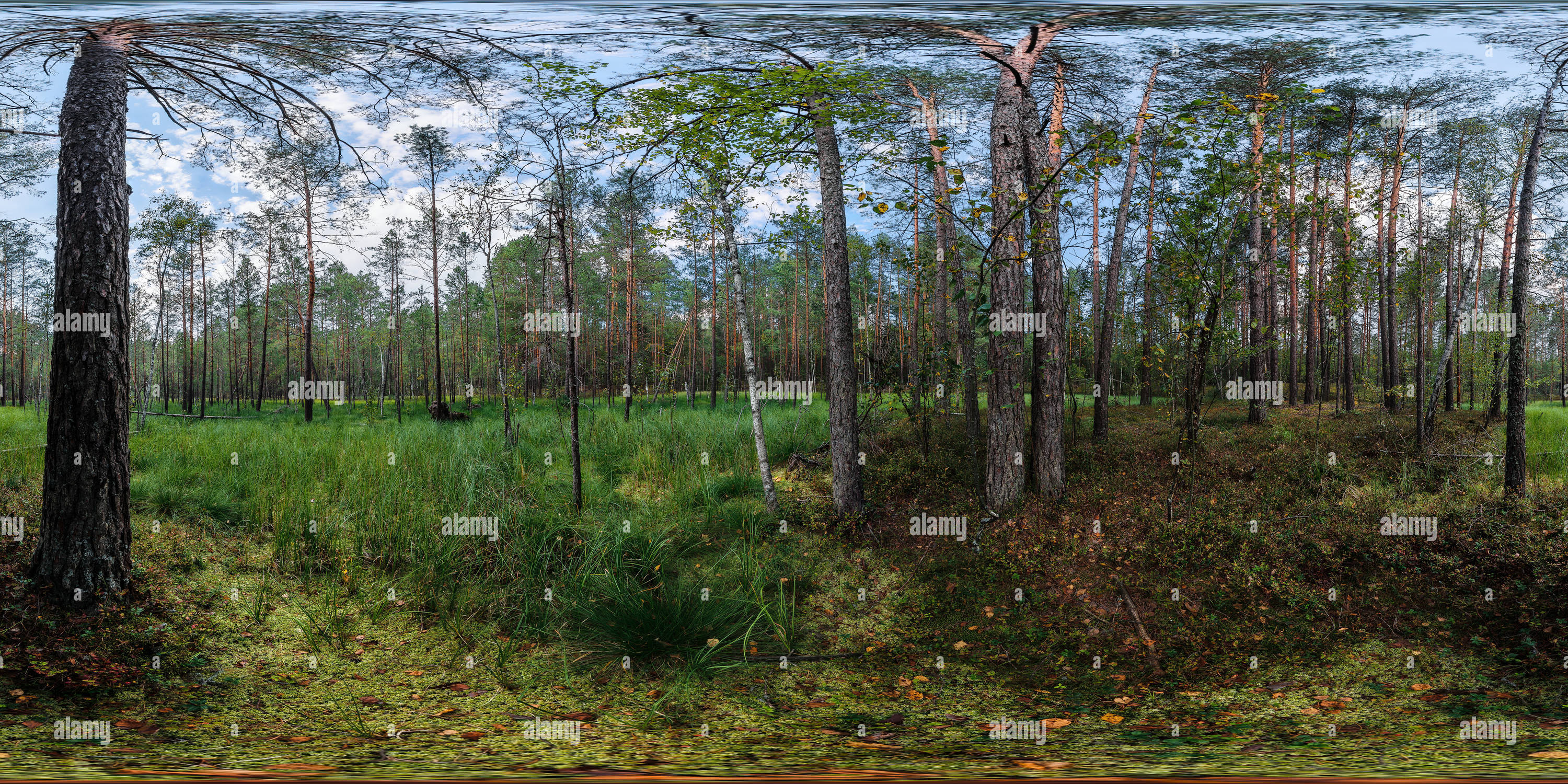 360° view of An island in the swamp - Alamy